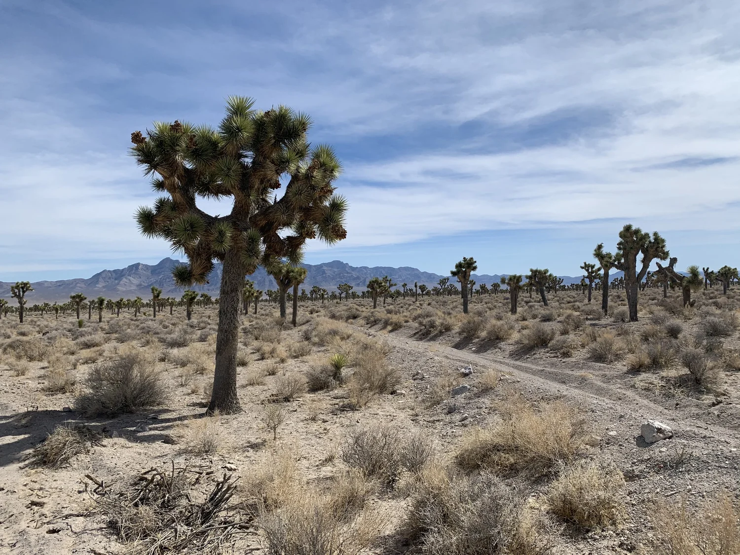 Visiting the Groom Lake Entrance for Area 51 — Nature Impacts Us