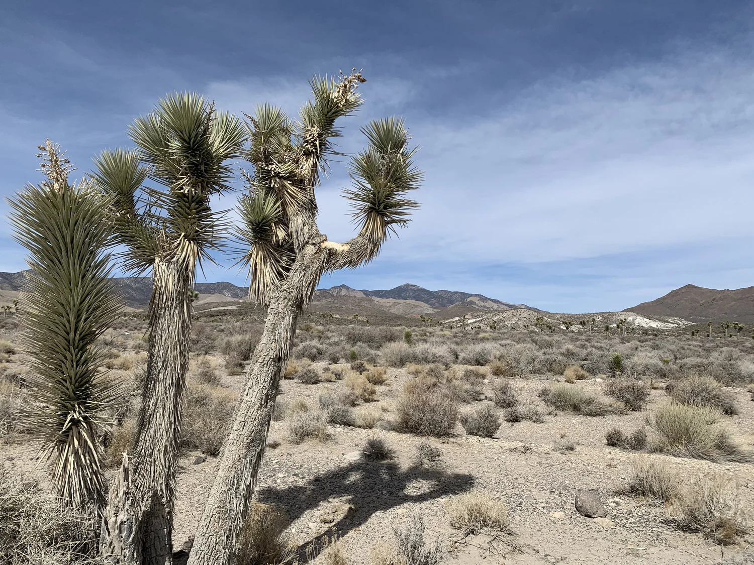 Visiting the Groom Lake Entrance for Area 51 — Nature Impacts Us