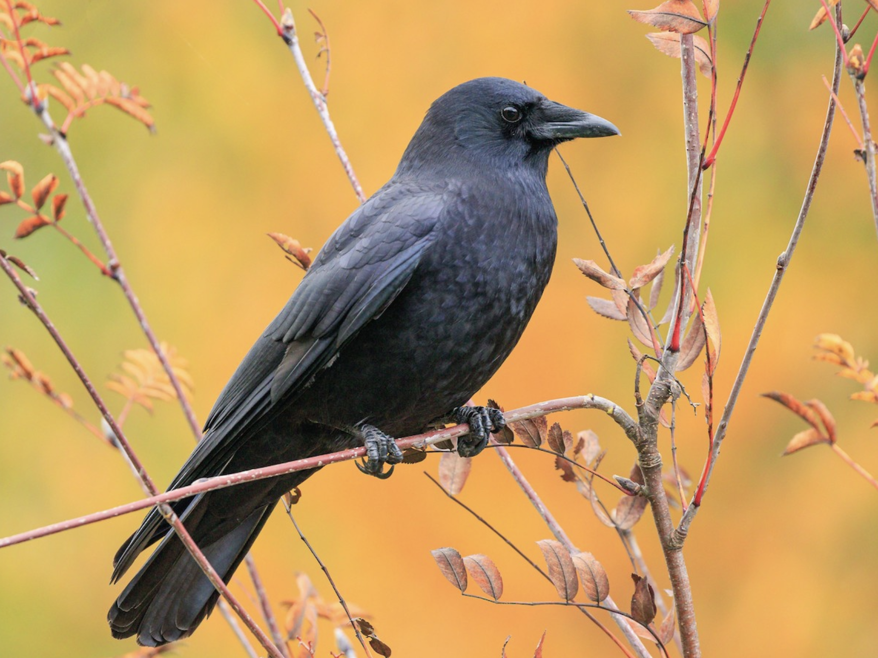 Bird of the Week: American Crow — The Reed College Quest