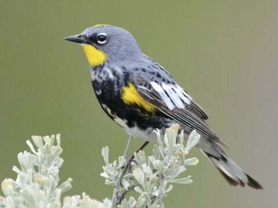 Bird of the Week: Yellow-rumped Warbler — The Reed College Quest