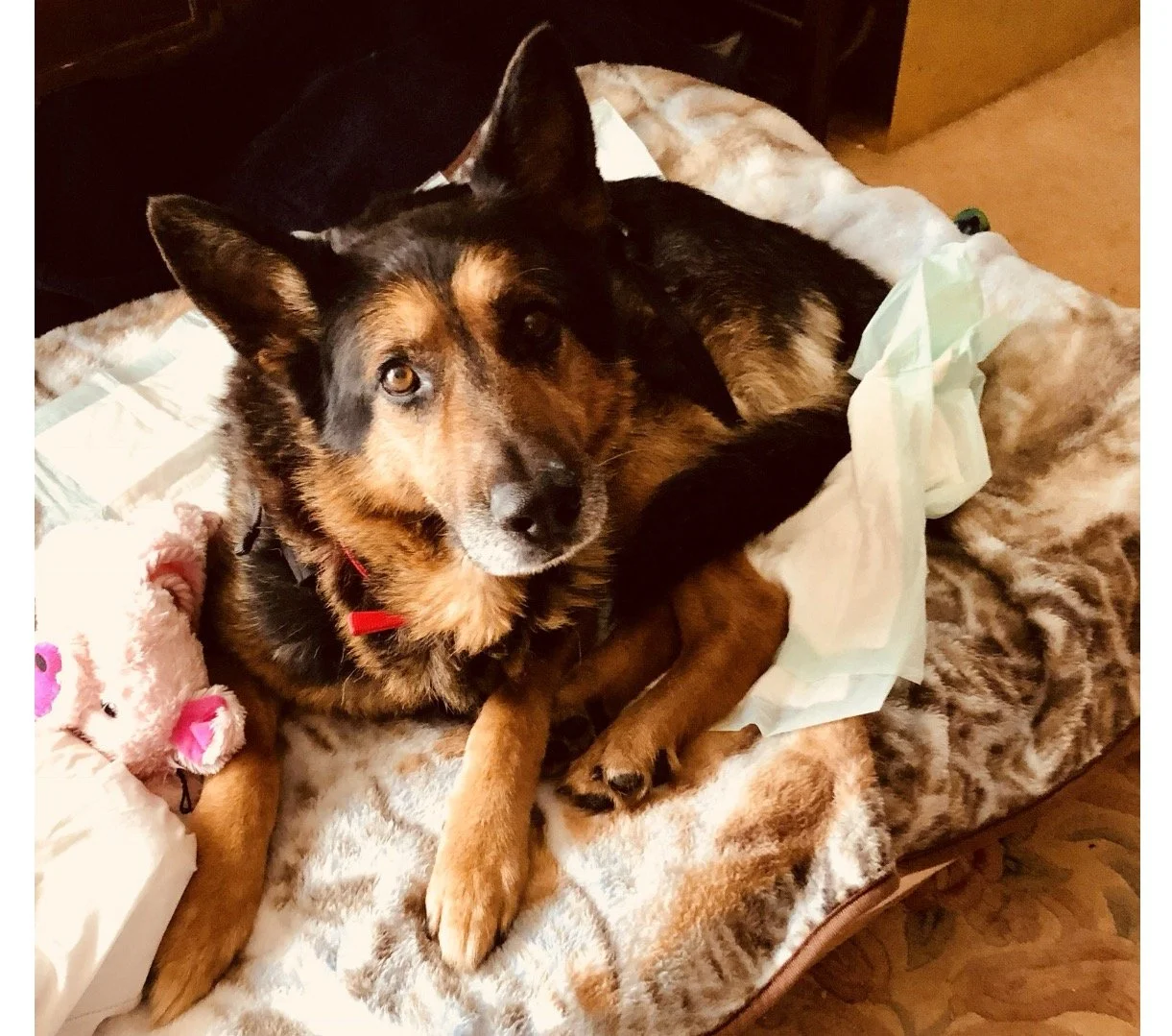 REVIEWS — Trina & Friends K9 Rescue