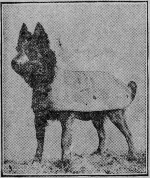 The History of the Police K9