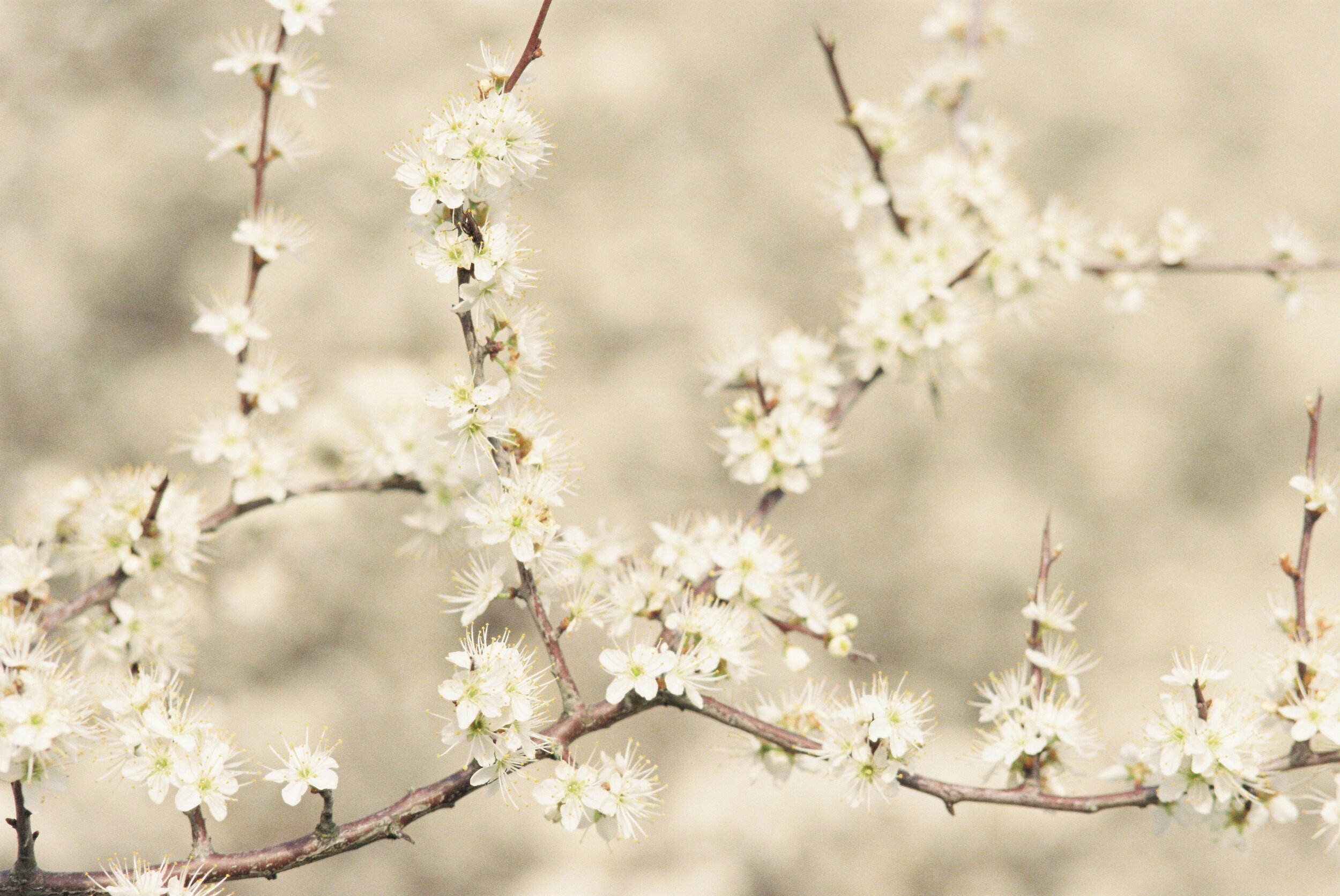 Demelza Kingston — Island Darkroom