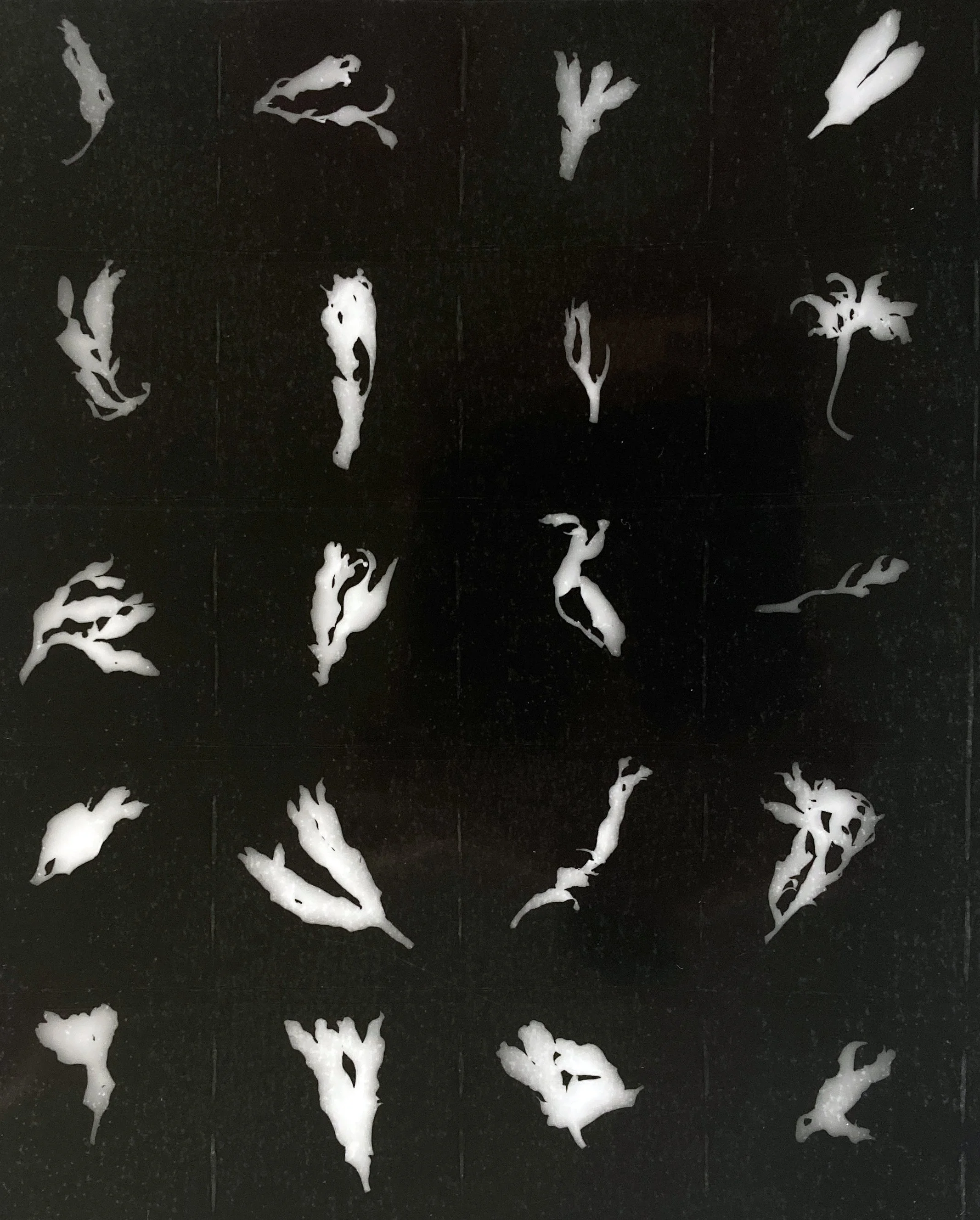 Artist in Residence — Island Darkroom