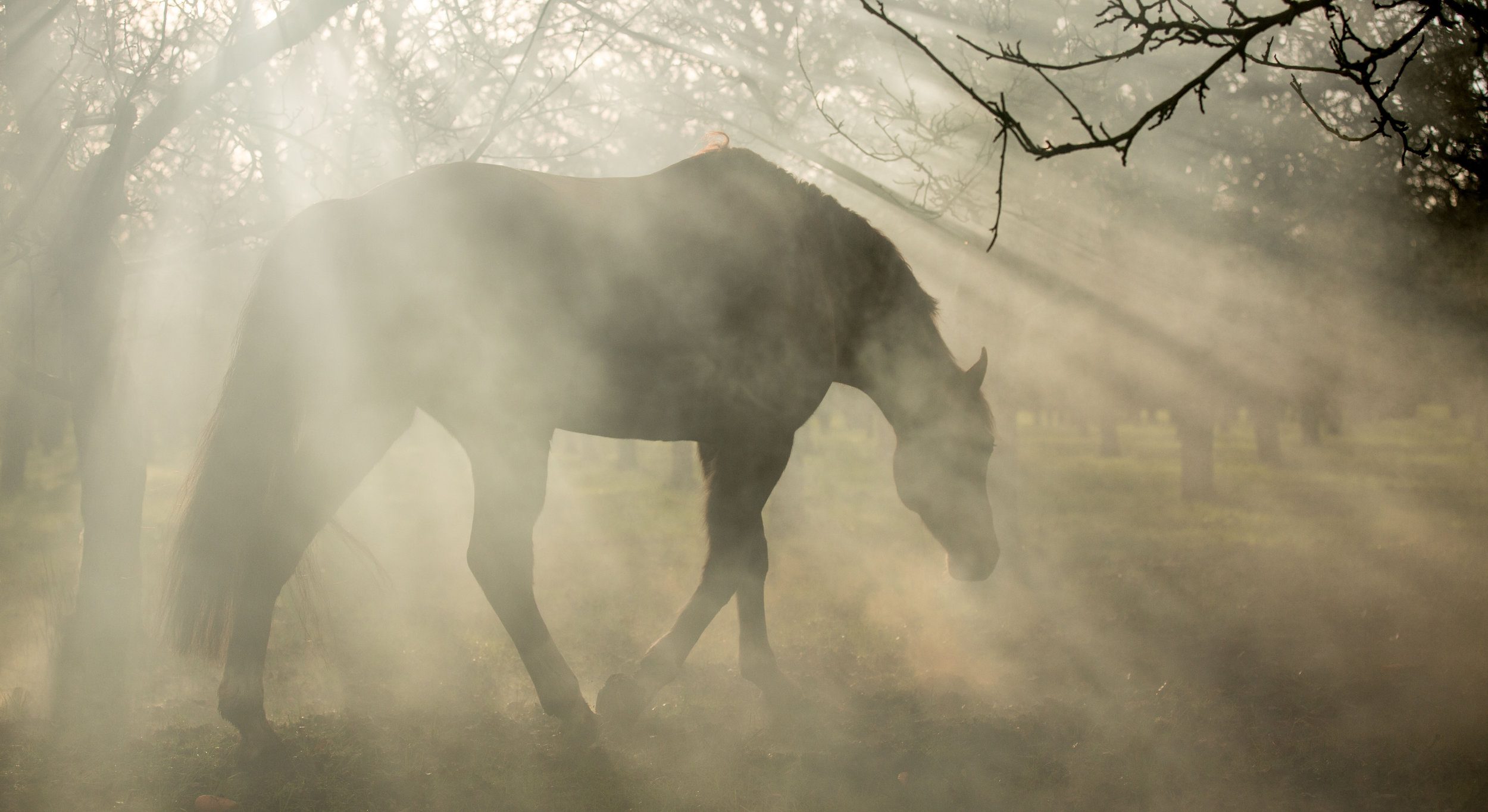 Directors — Optimum Pixels