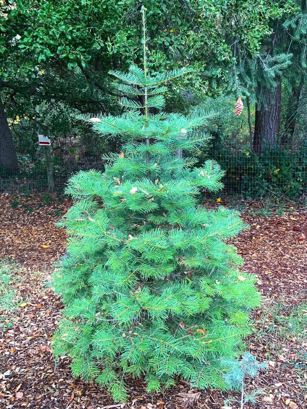 Tree Types — Hidden Springs Tree Farm