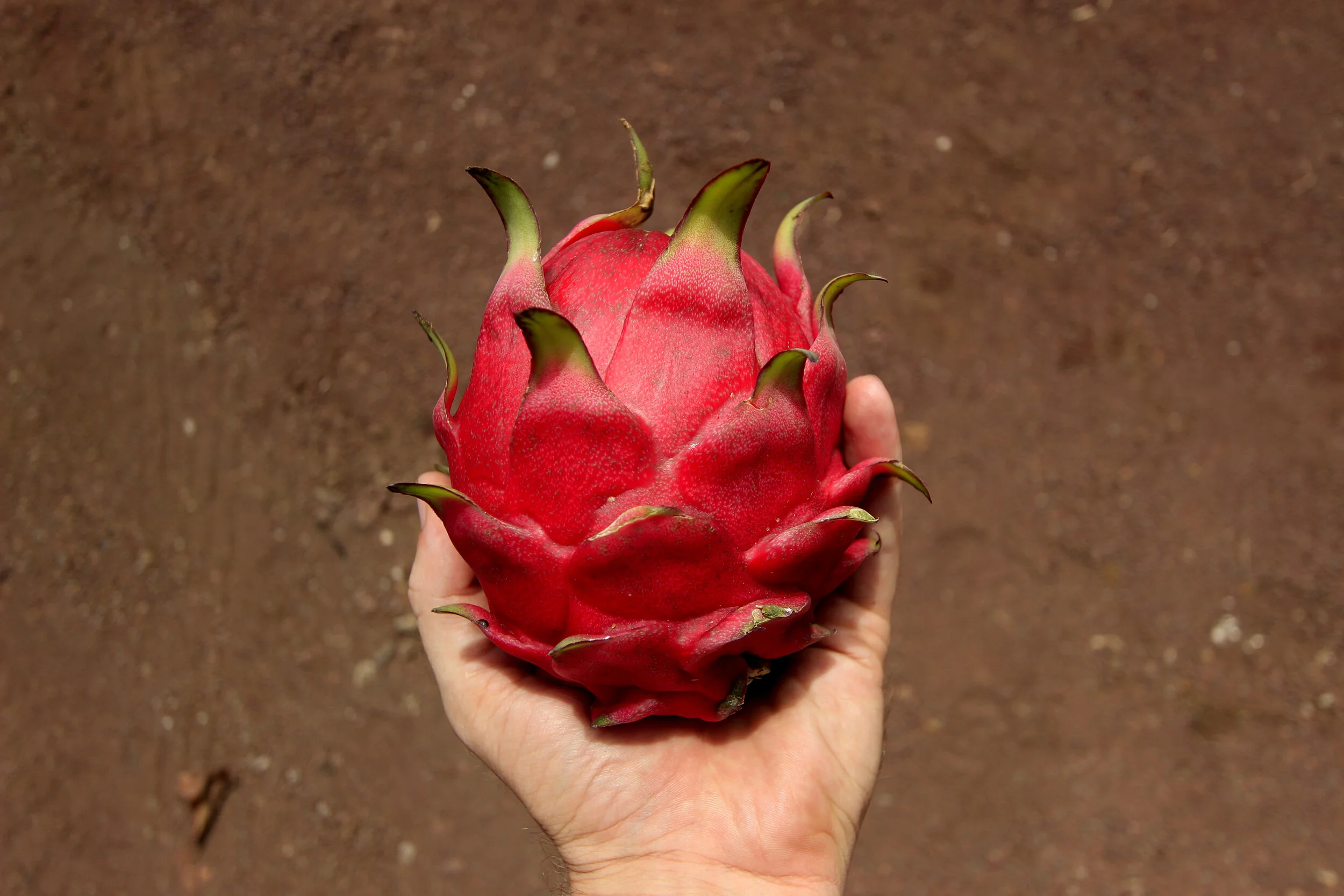 Fresh Fruit Exports — Burke Agro de Nicaragua, S.A.