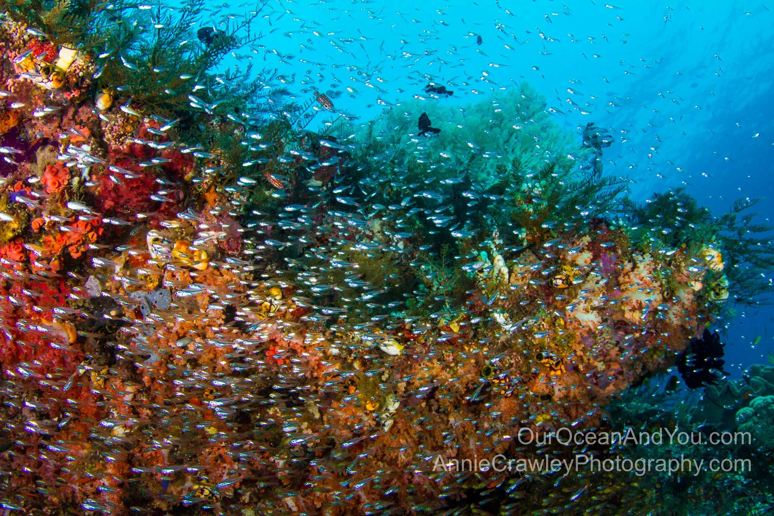 Pollution Blog Ocean Blog Filmmaking Blog Annie Crawley Blog