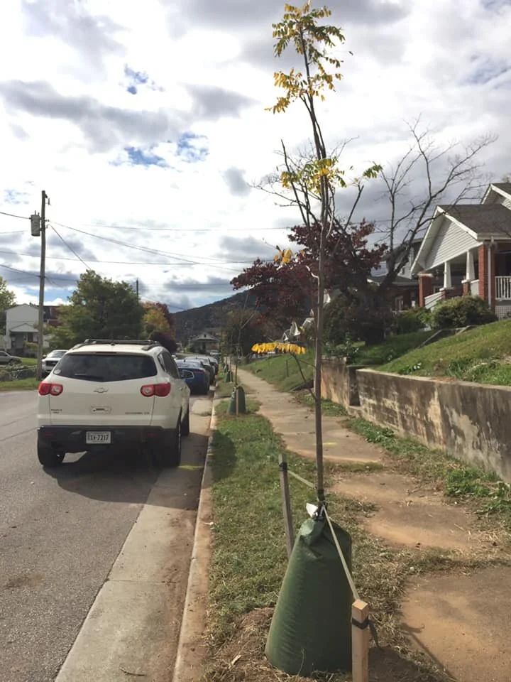 Plantings — Trees Roanoke