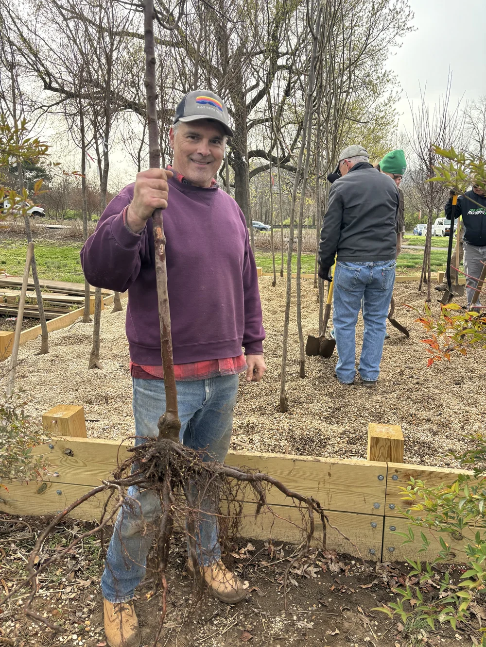 Plantings — Trees Roanoke