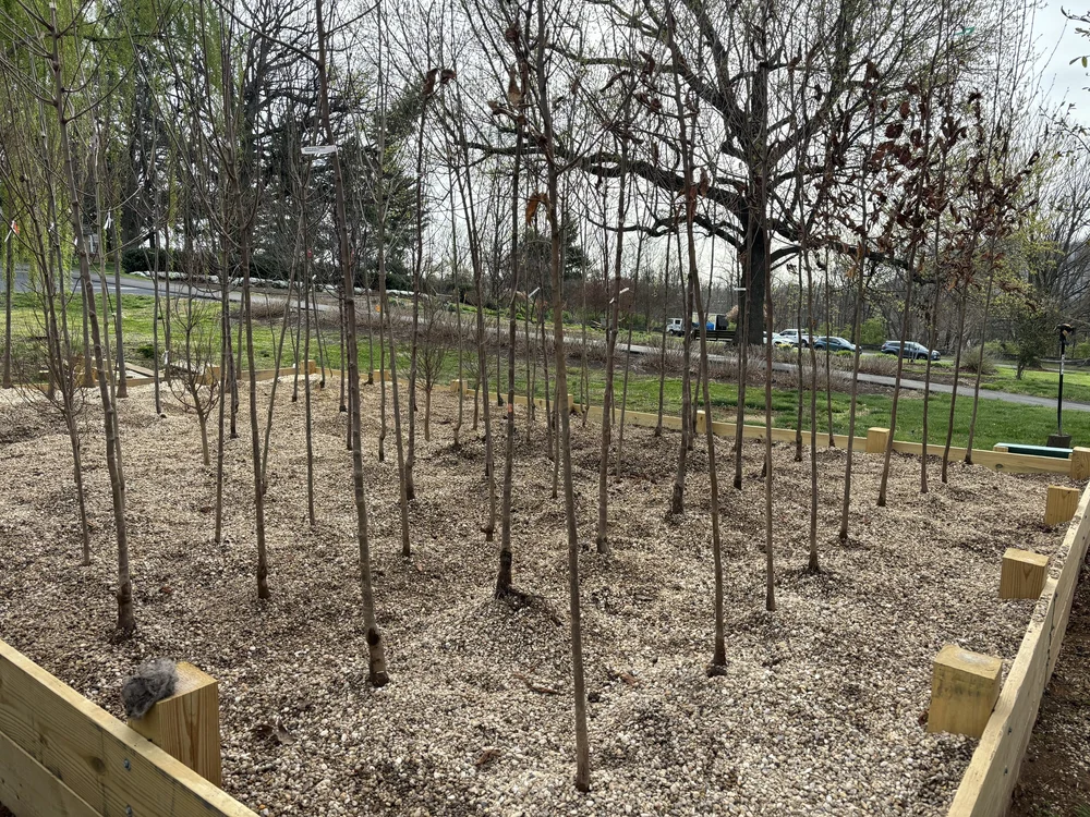 Plantings — Trees Roanoke