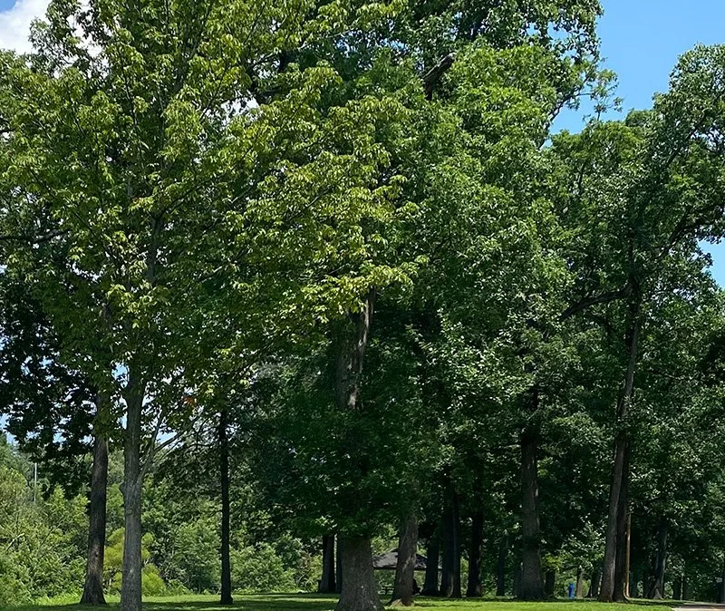 Trees Roanoke