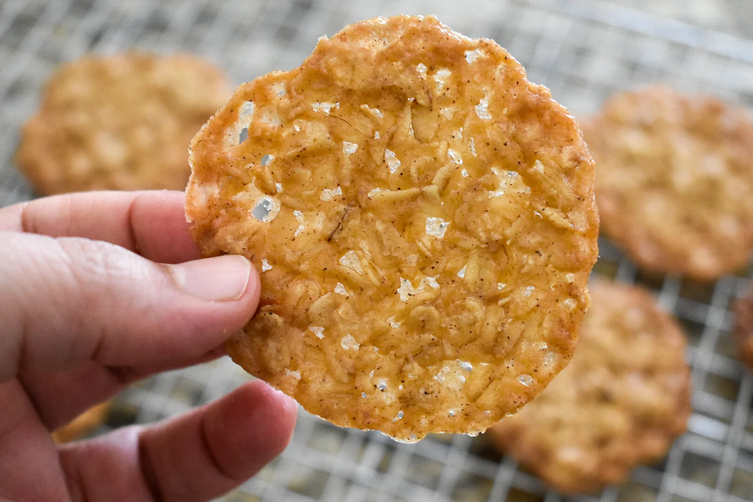 "Coquito" Lace Cookies — The Sofrito Project