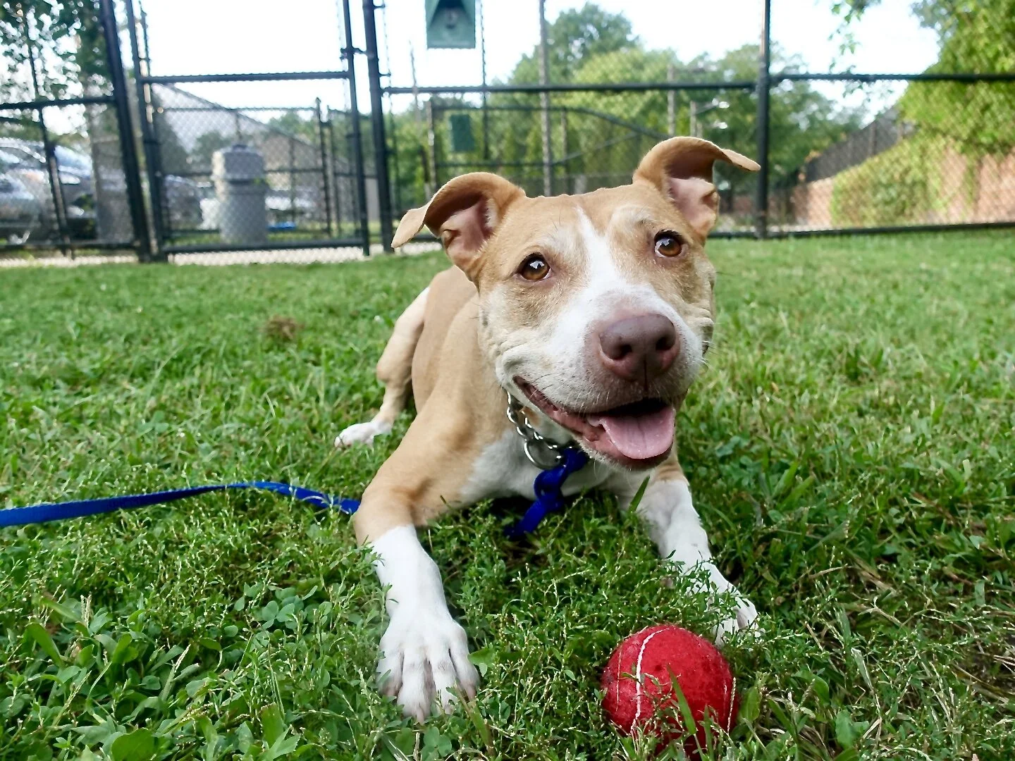 Behavior Problems and Dogs — Making Fetch Happen Behavior Problems and Dogs — Making Fetch Happen