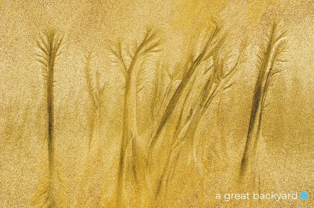 Rakiura Sand Trees | Mason Bay Stewart Island Photography by Corin ...