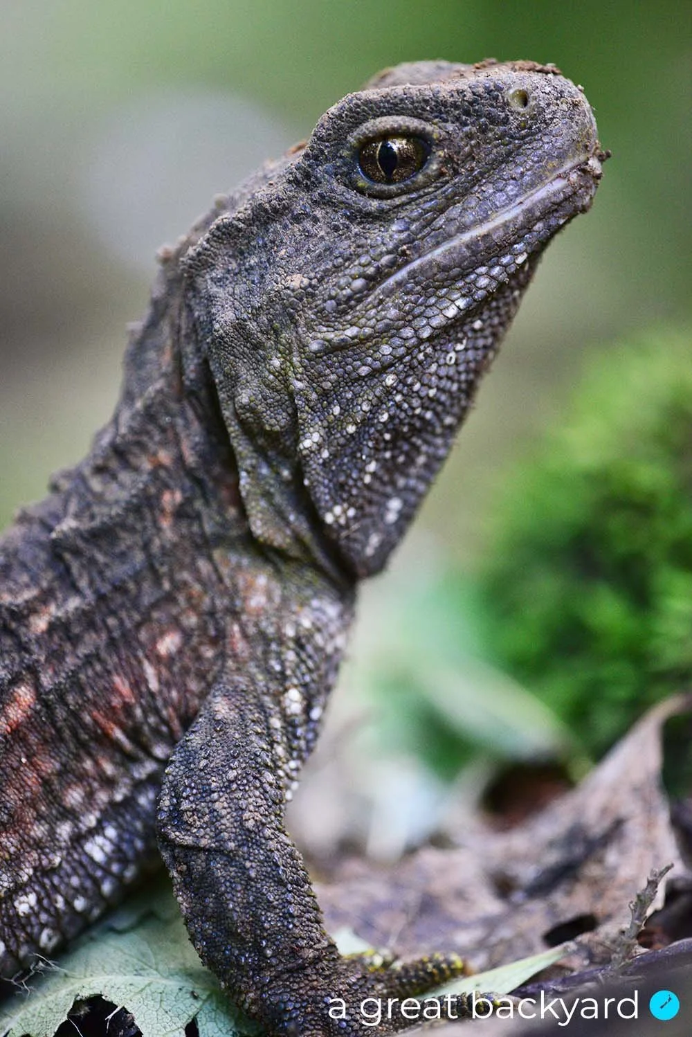 Tuatara by Corin Walker Bain | a great backyard printing & photography ...