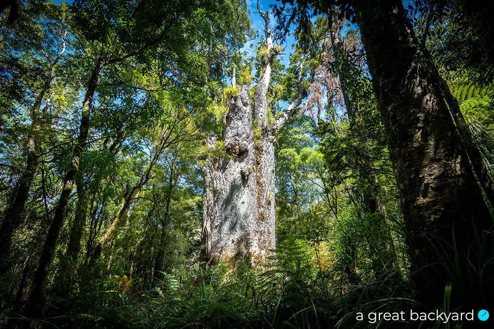 Te Matua Ngahere by Corin Walker Bain | Acrylic & ACM prints proudly ...
