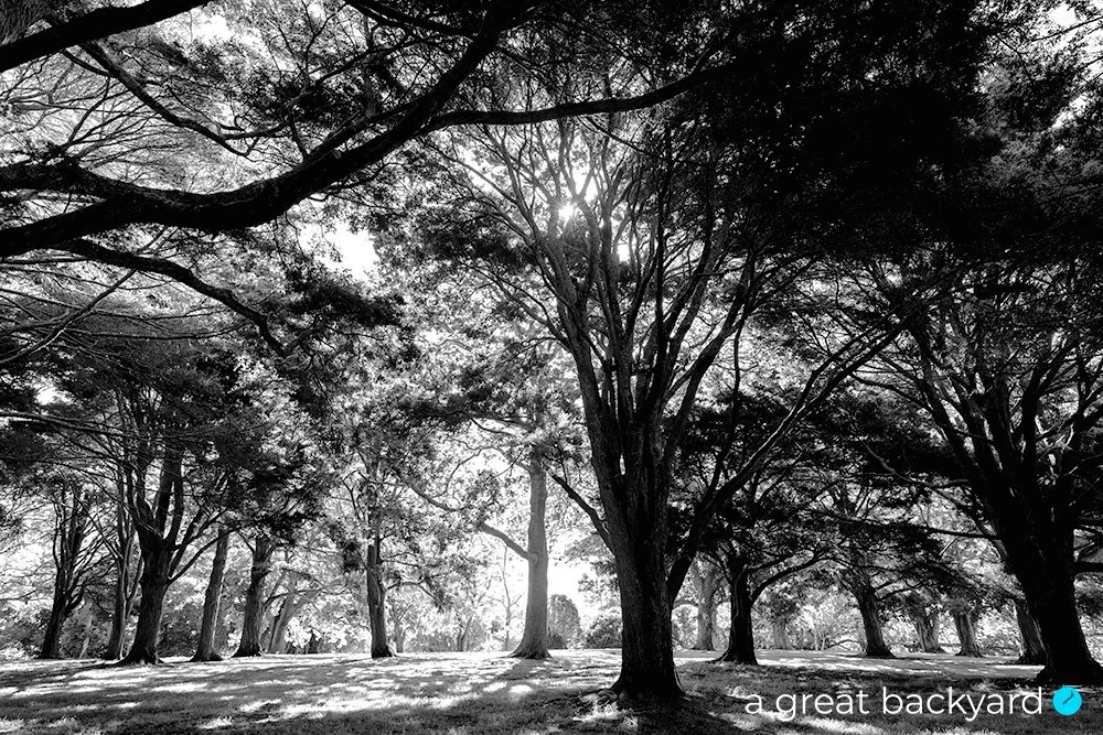 Trees in the Auckland Domain by Corin Walker Bain | Acrylic & ACM ...