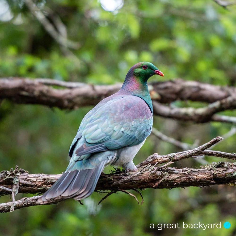 Kererū by Corin Walker Bain | Brilliant acrylic prints — a great backyard