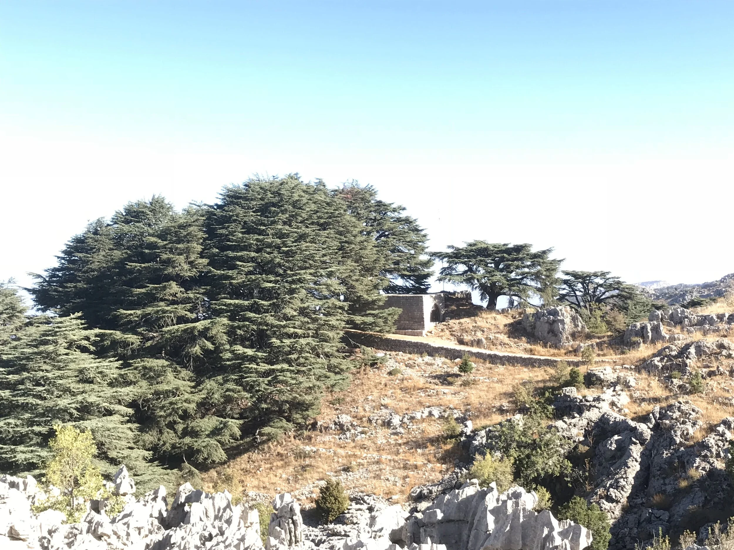 Jaj Reforestation Project — Jouzour Loubnan