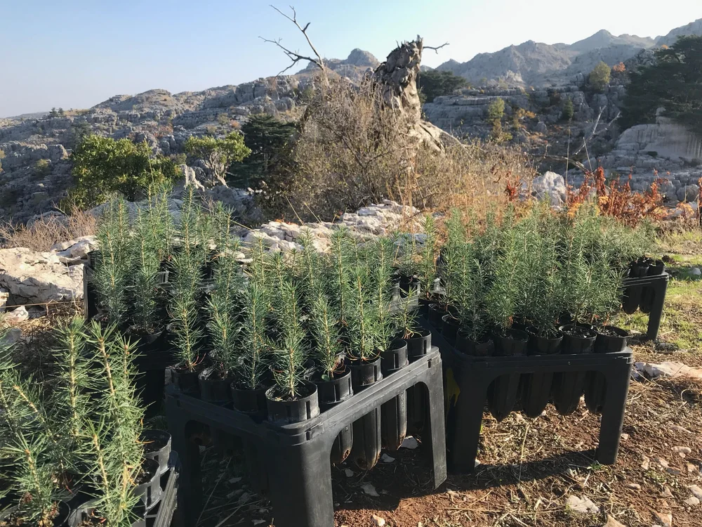 Jaj Reforestation Project — Jouzour Loubnan