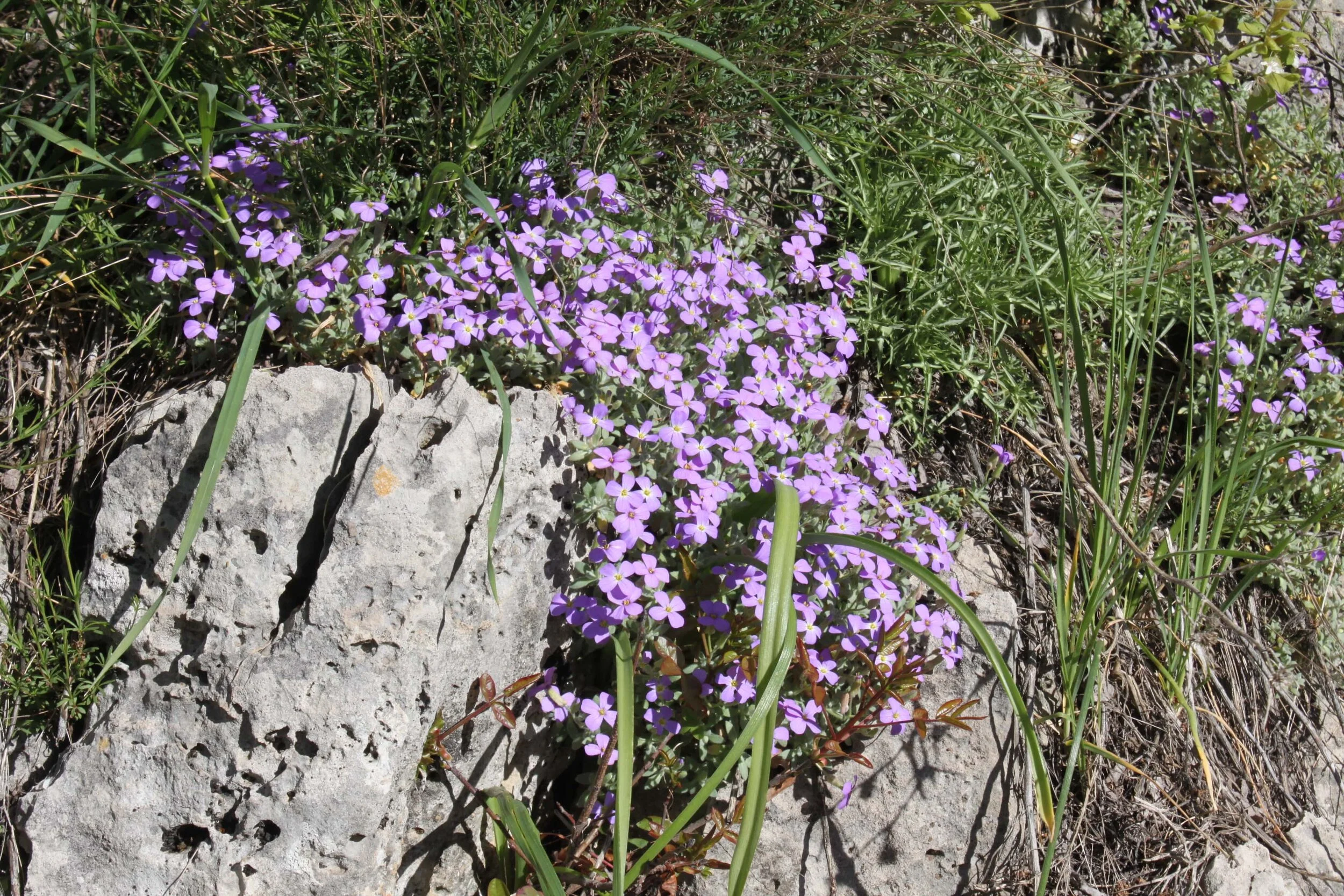 Jaj Reforestation Project — Jouzour Loubnan