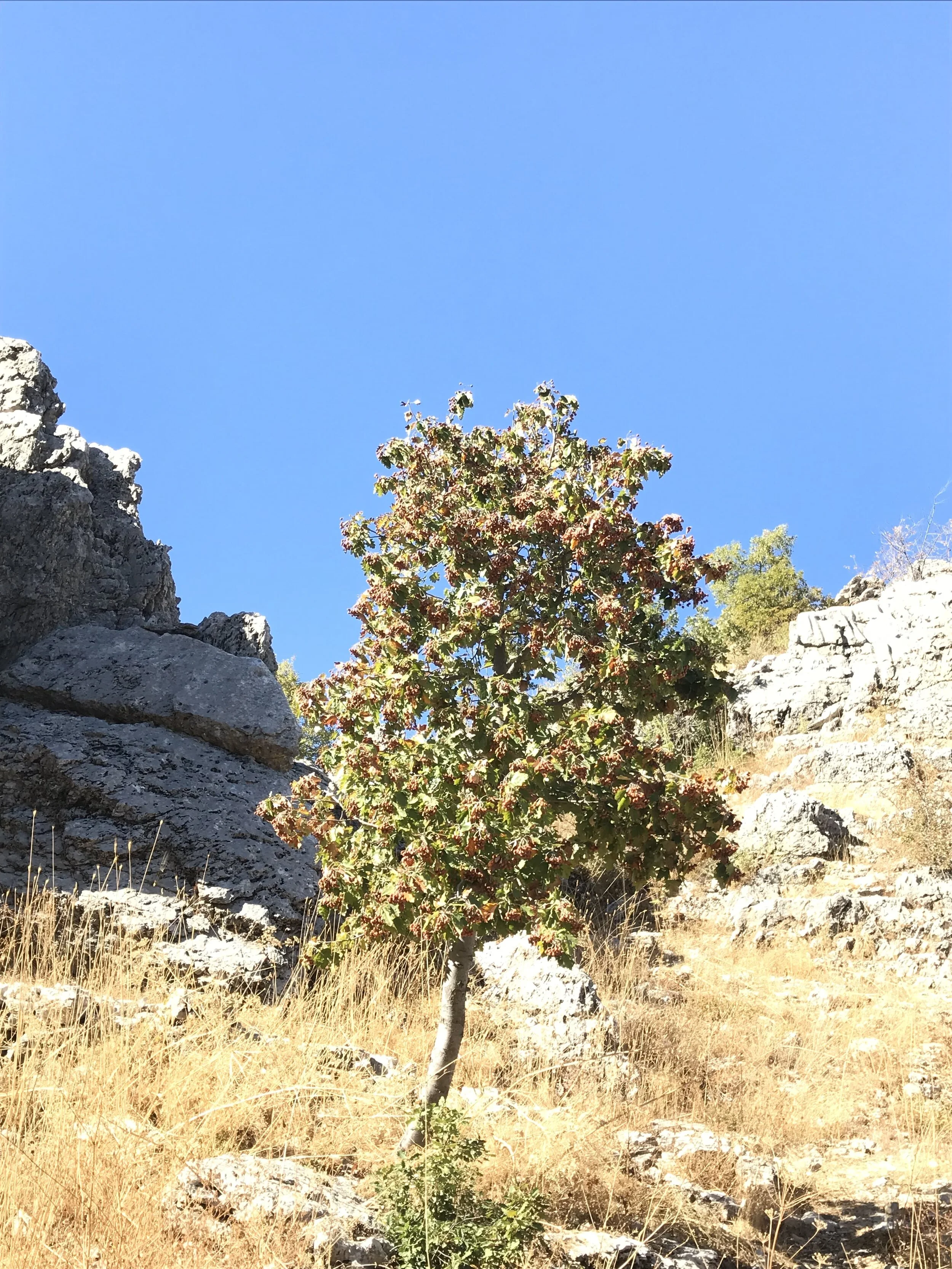 Jaj Reforestation Project — Jouzour Loubnan