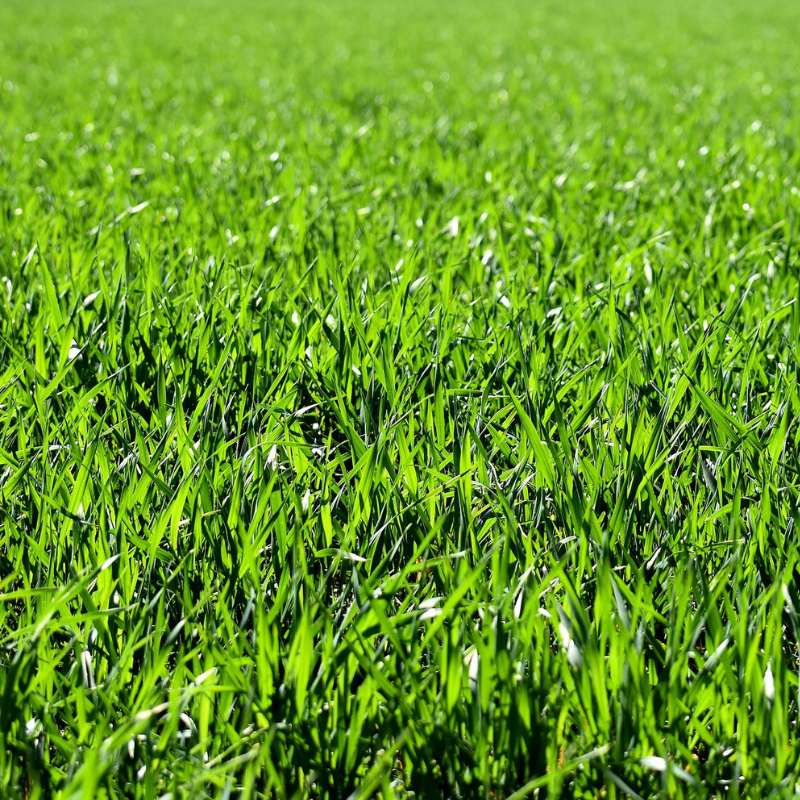 Athens Seed Lawn & Garden