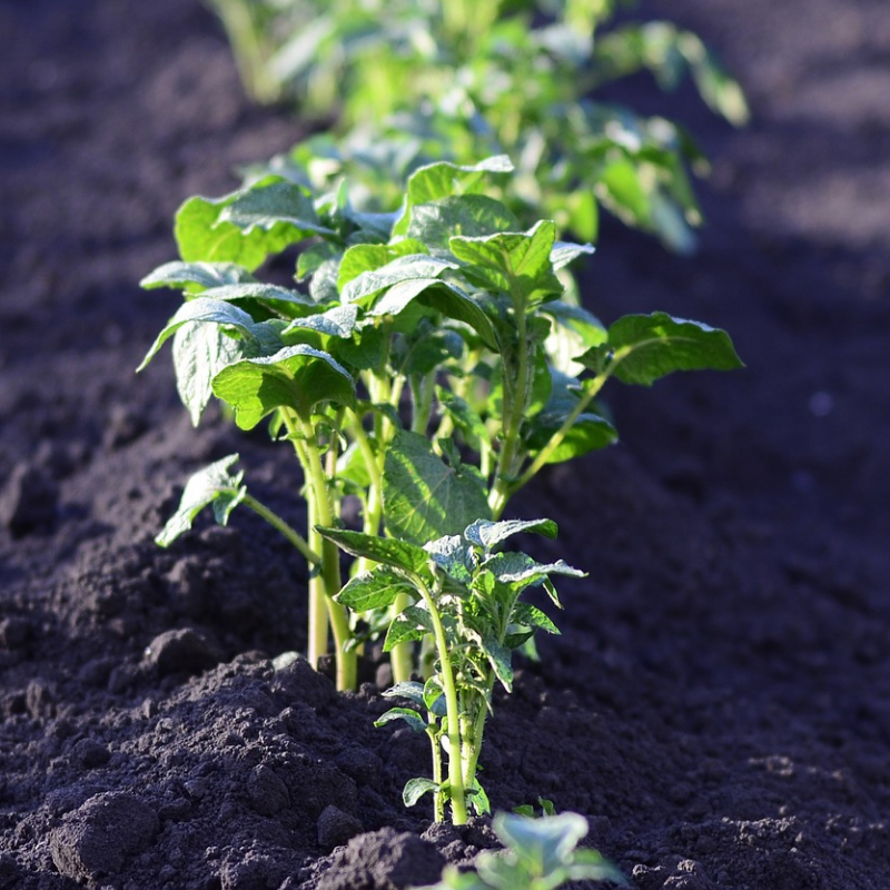 Athens Seed Lawn & Garden