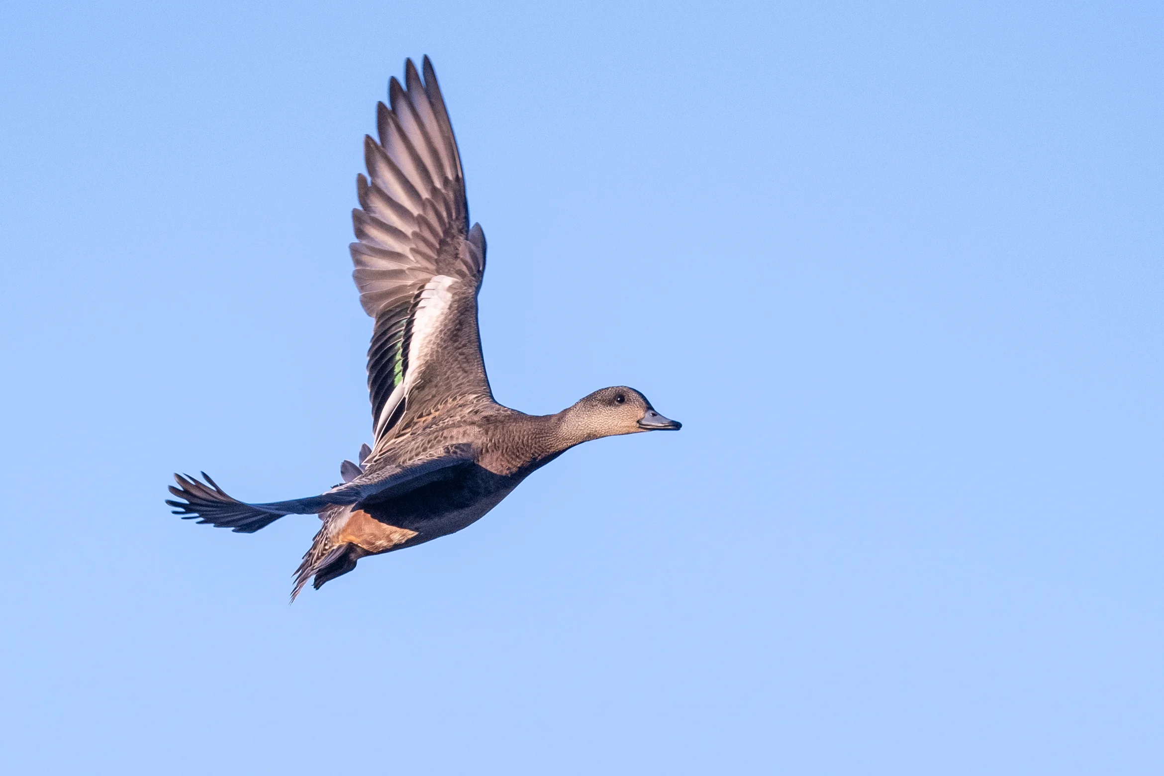 Birds — Barbara Folger