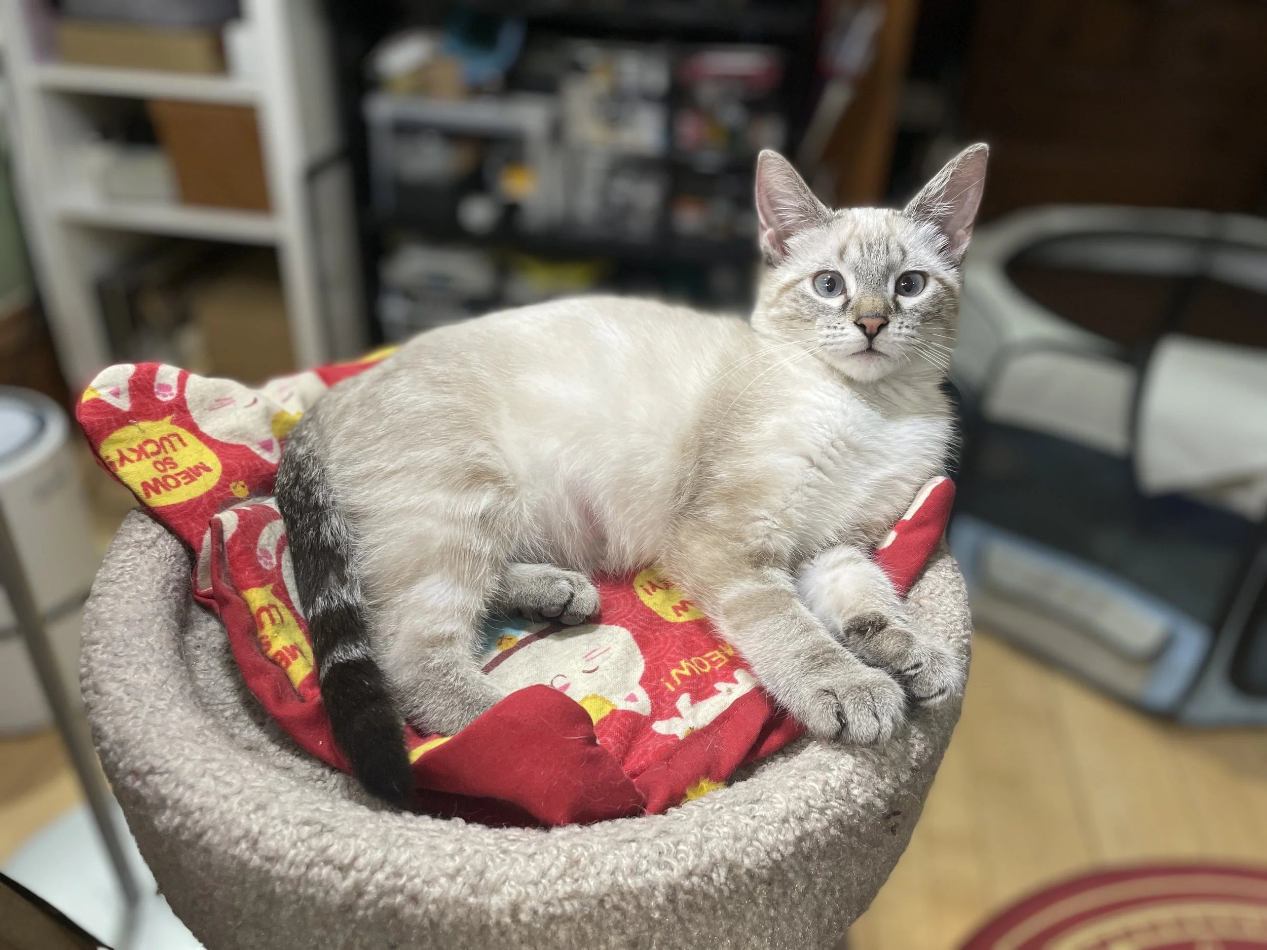 Cat Art Collection — Woodland Fancies: The Art of Meredith Dillman