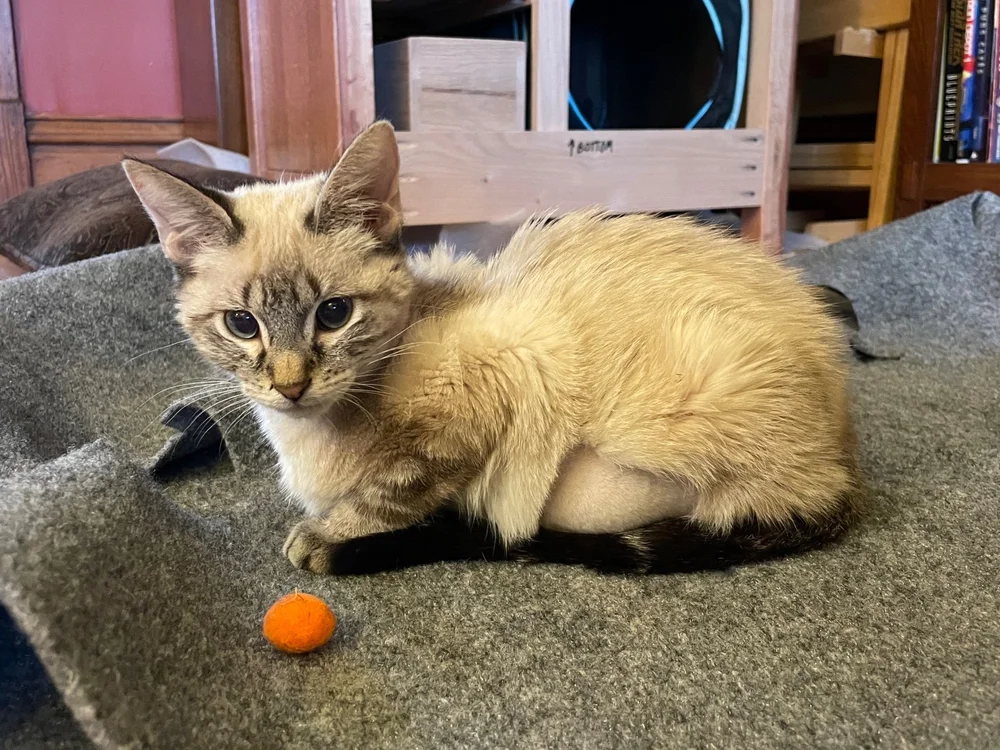 Cat Art Collection — Woodland Fancies: The Art of Meredith Dillman