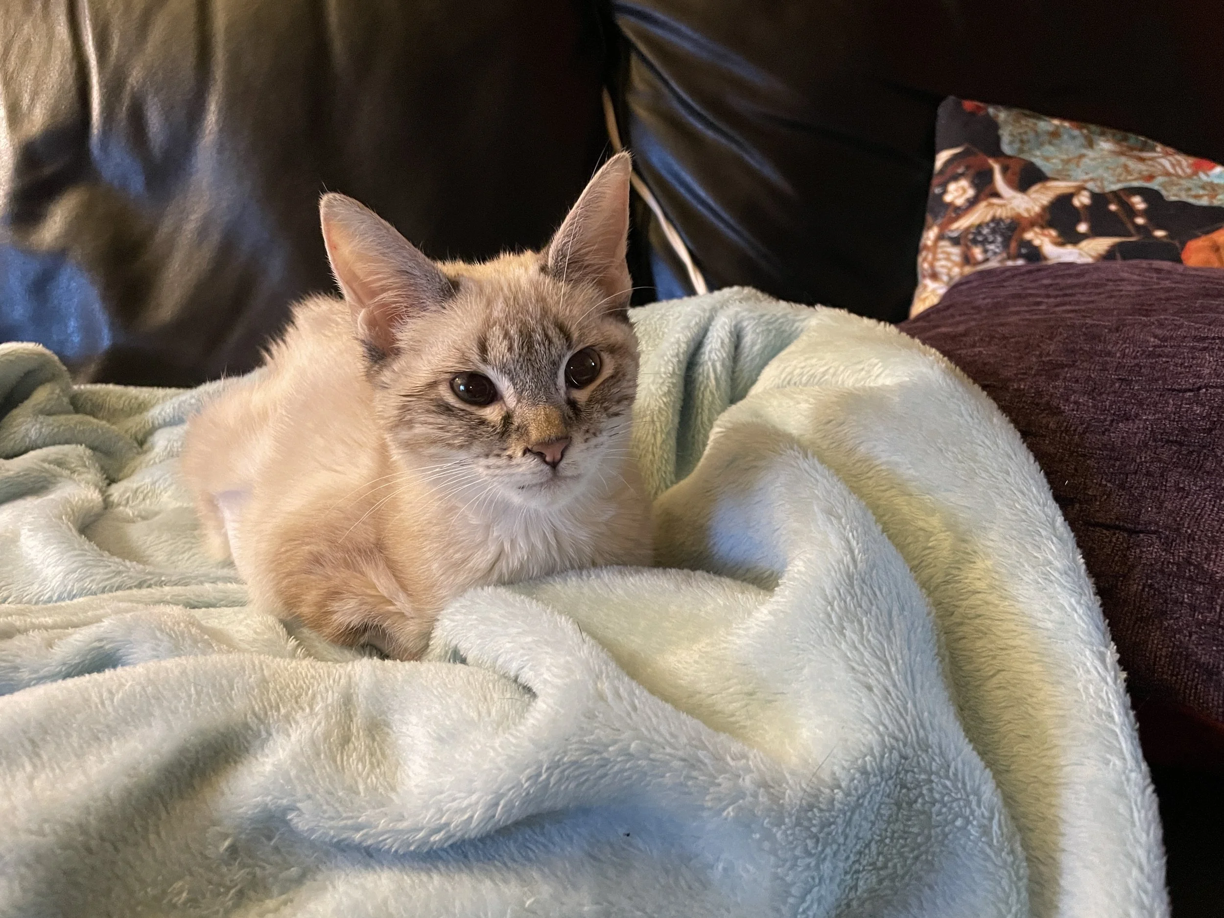 Magical Cat Portal art print — Woodland Fancies: The Art of Meredith ...