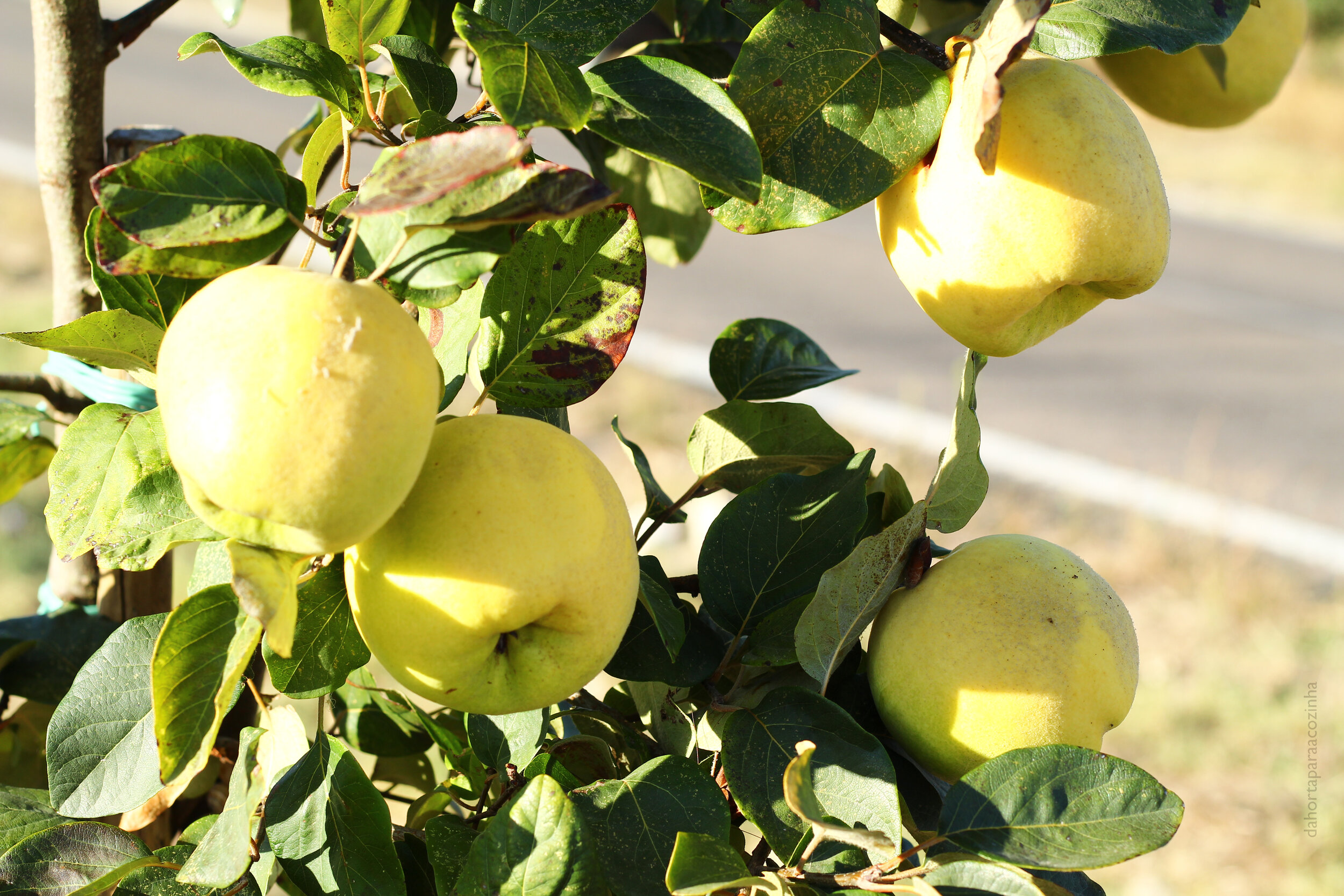 Diferenças entre Gamboas e Marmelos — Da Horta Para A Cozinha