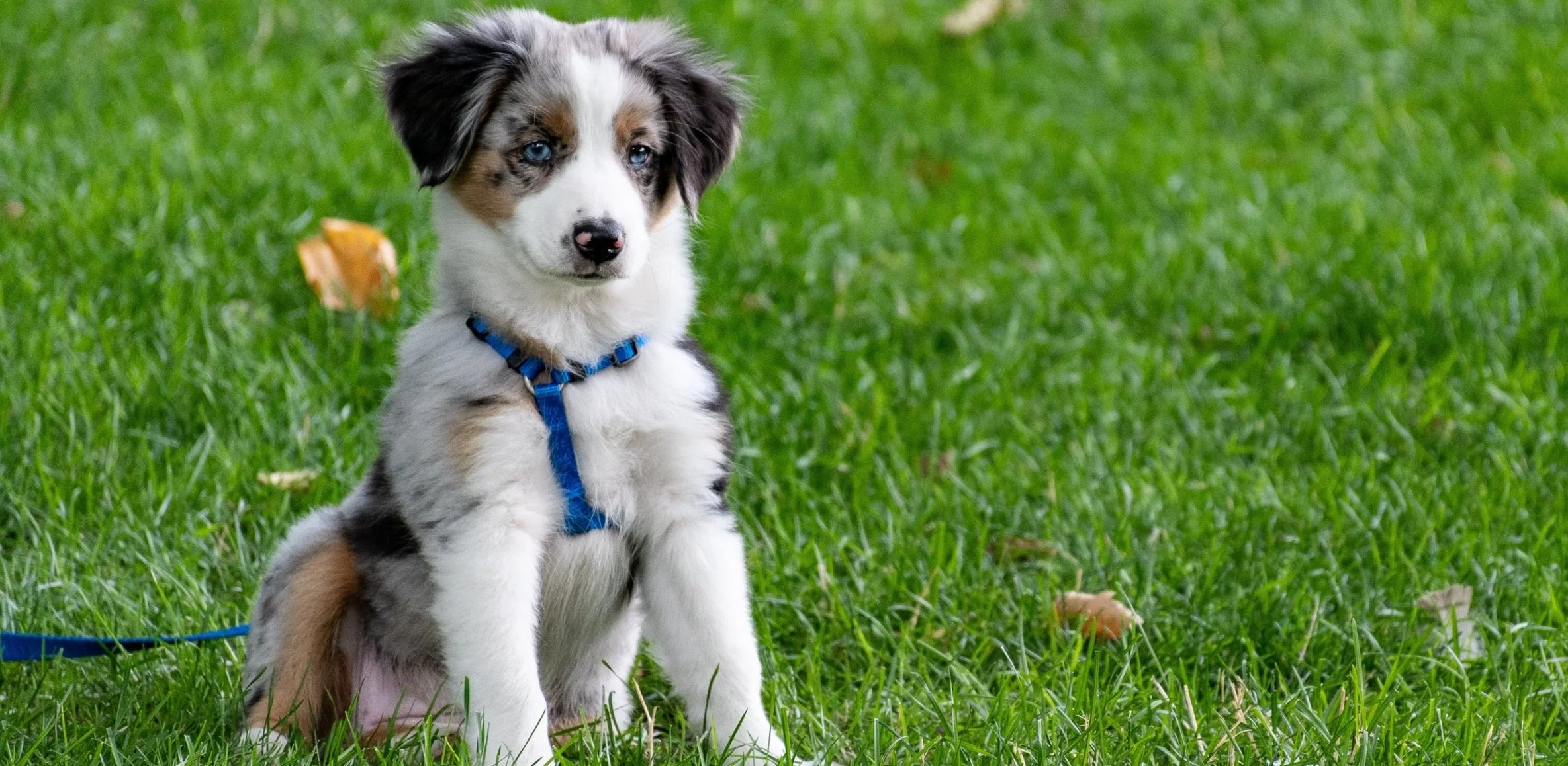 Puppy Preschool Atlantic Veterinary Behavior