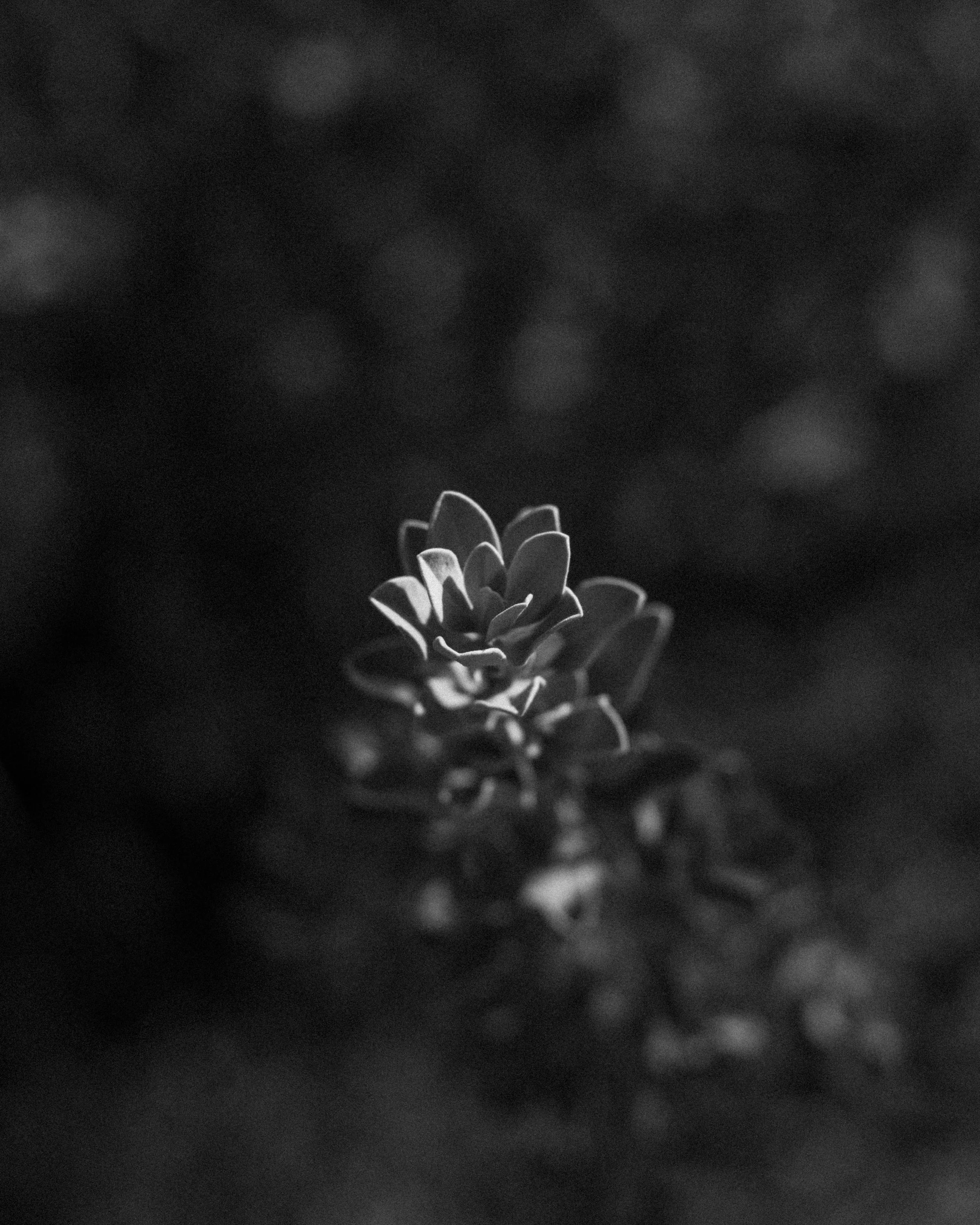 South Texas Backwoods — Spencer Whitaker