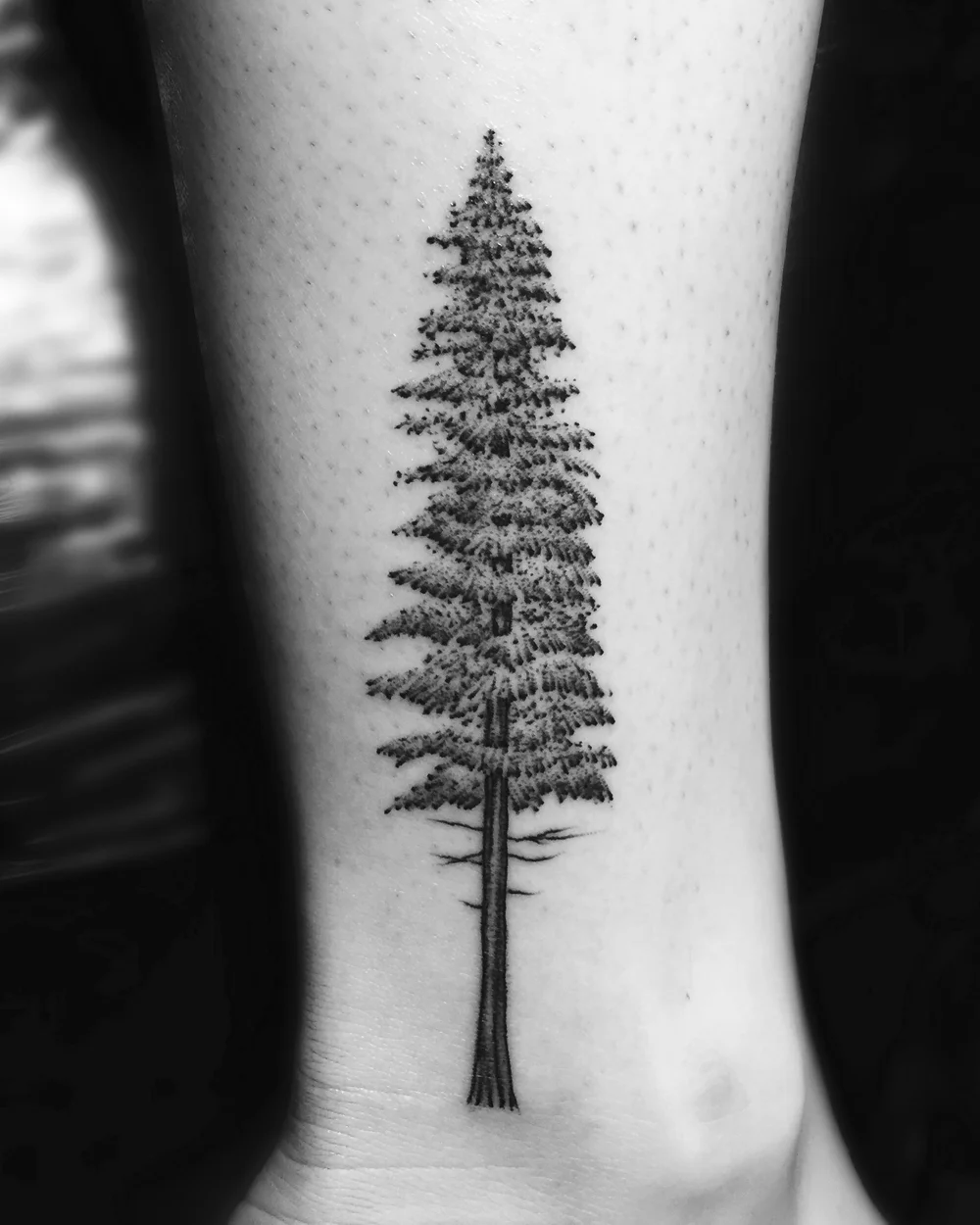 Redwood Tattoo