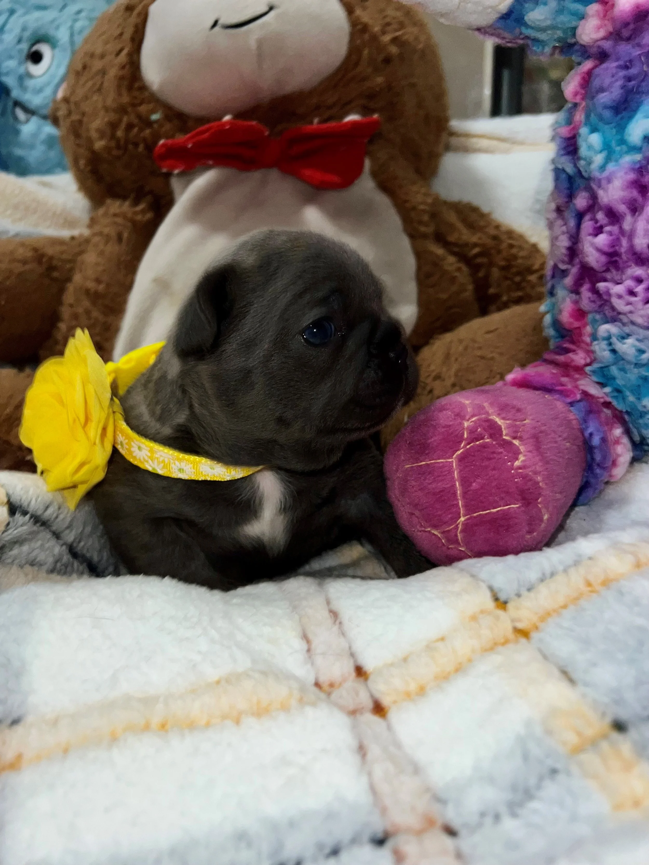 Puppies Available — Bella Blue Frenchie Factory