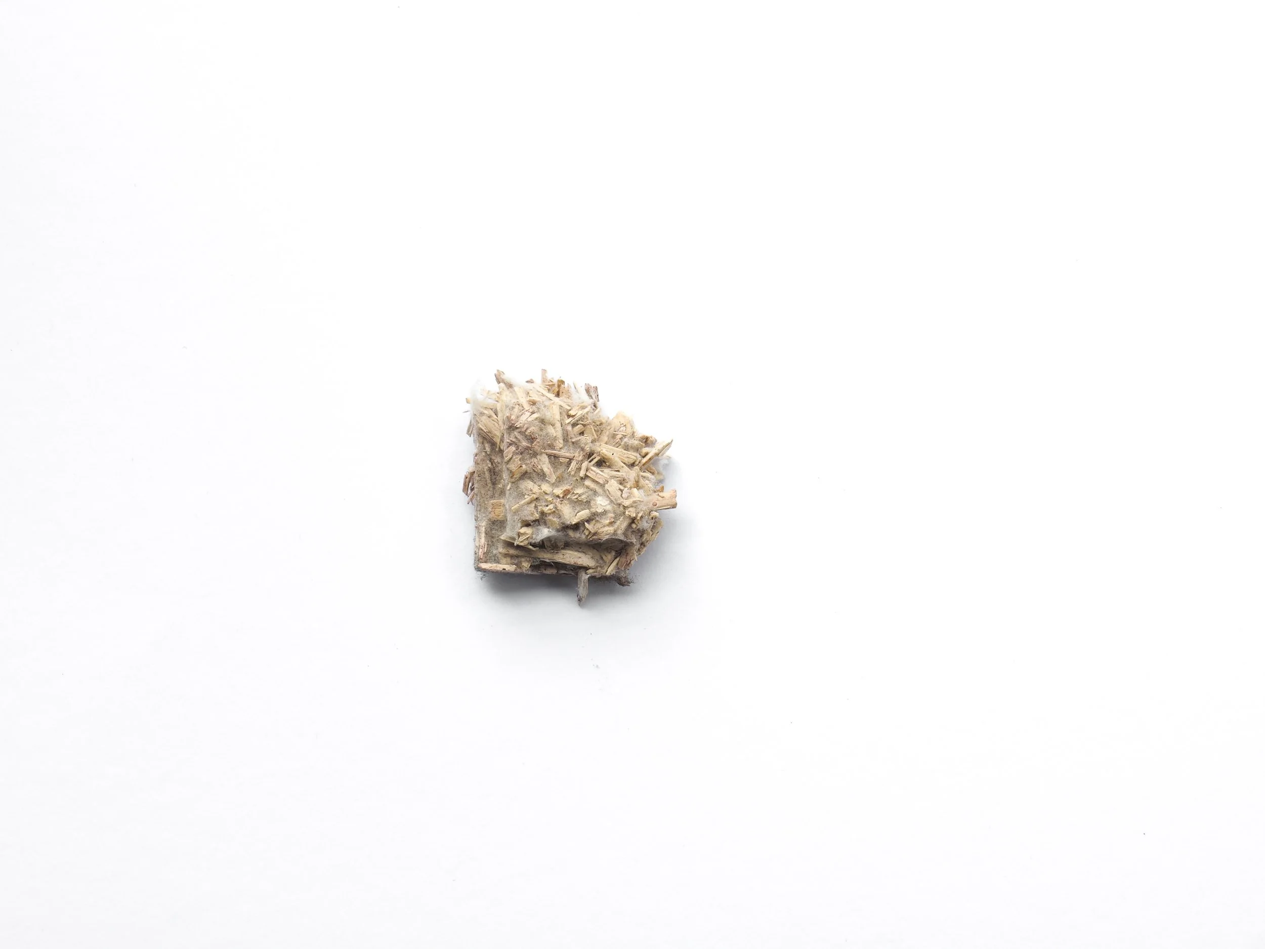 The Beauty of Mycelium — Plural