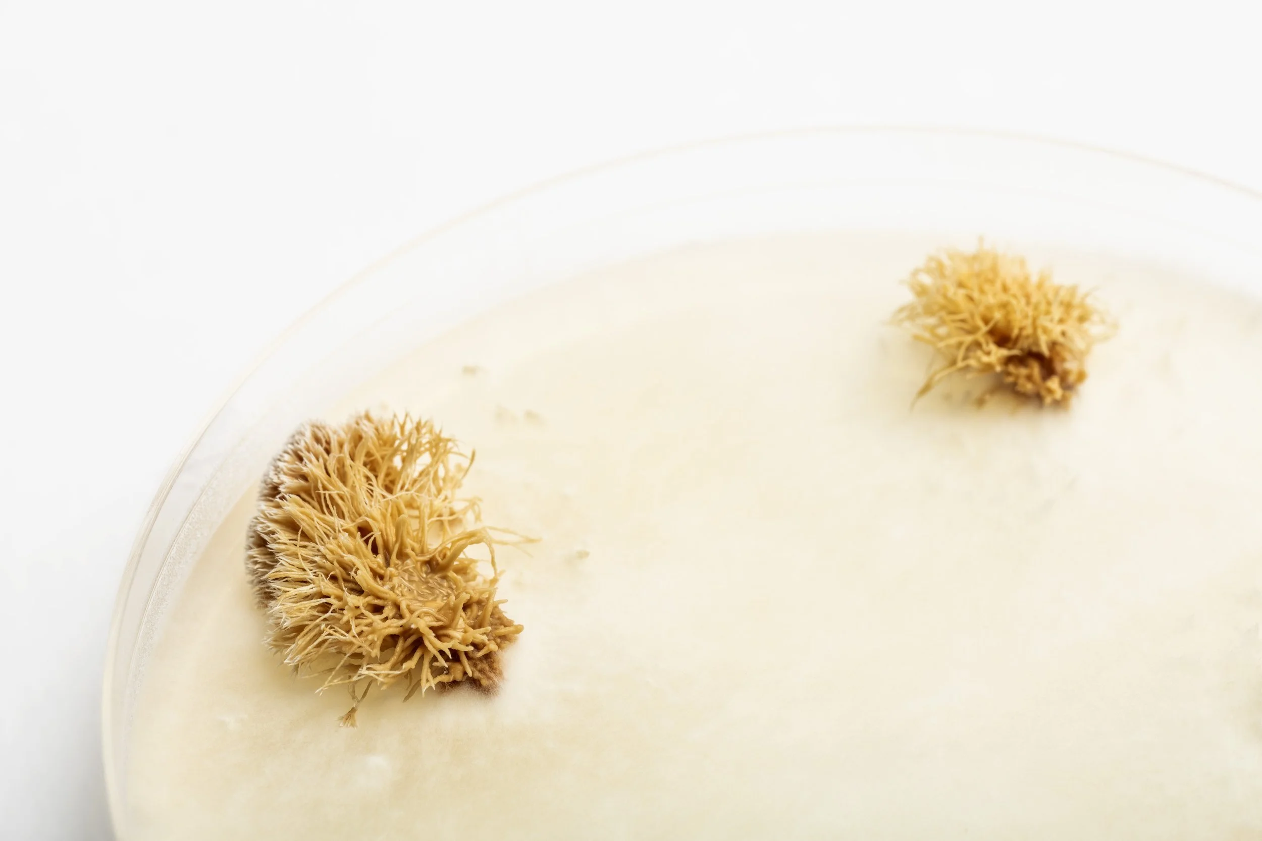 Mycelium: Rethinking Materials in Design — Plural