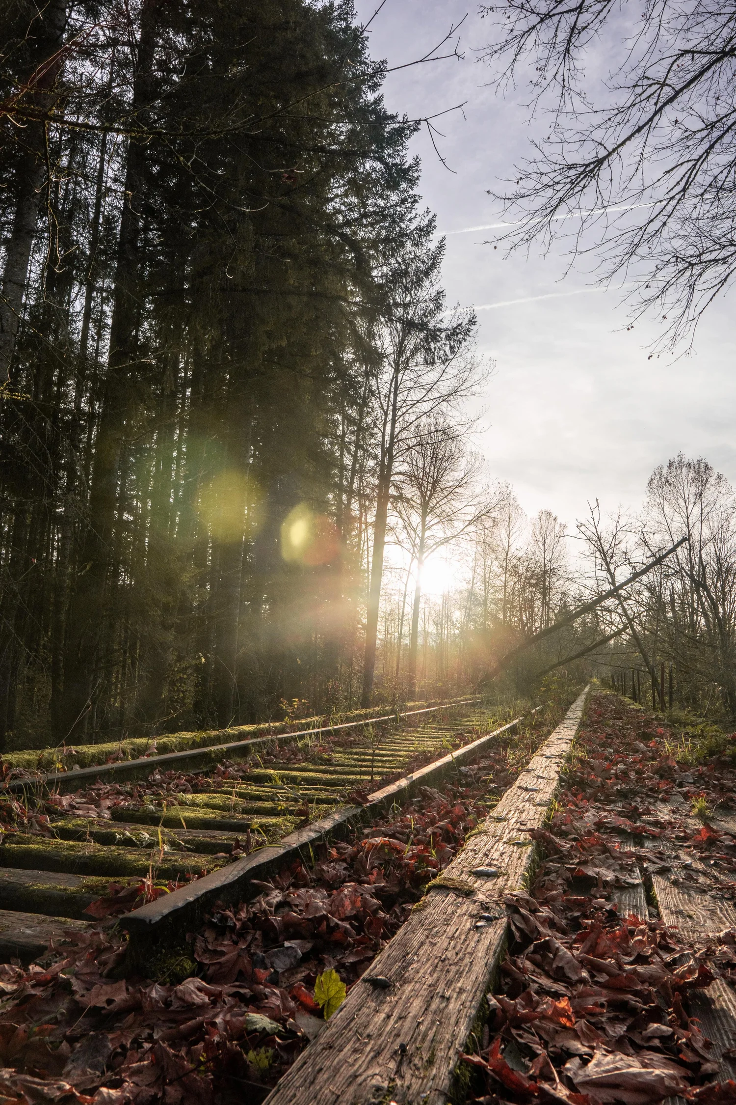 5 Easy Tips for Getting Sun Flares and Rainbows in Your Photos — Caryn ...