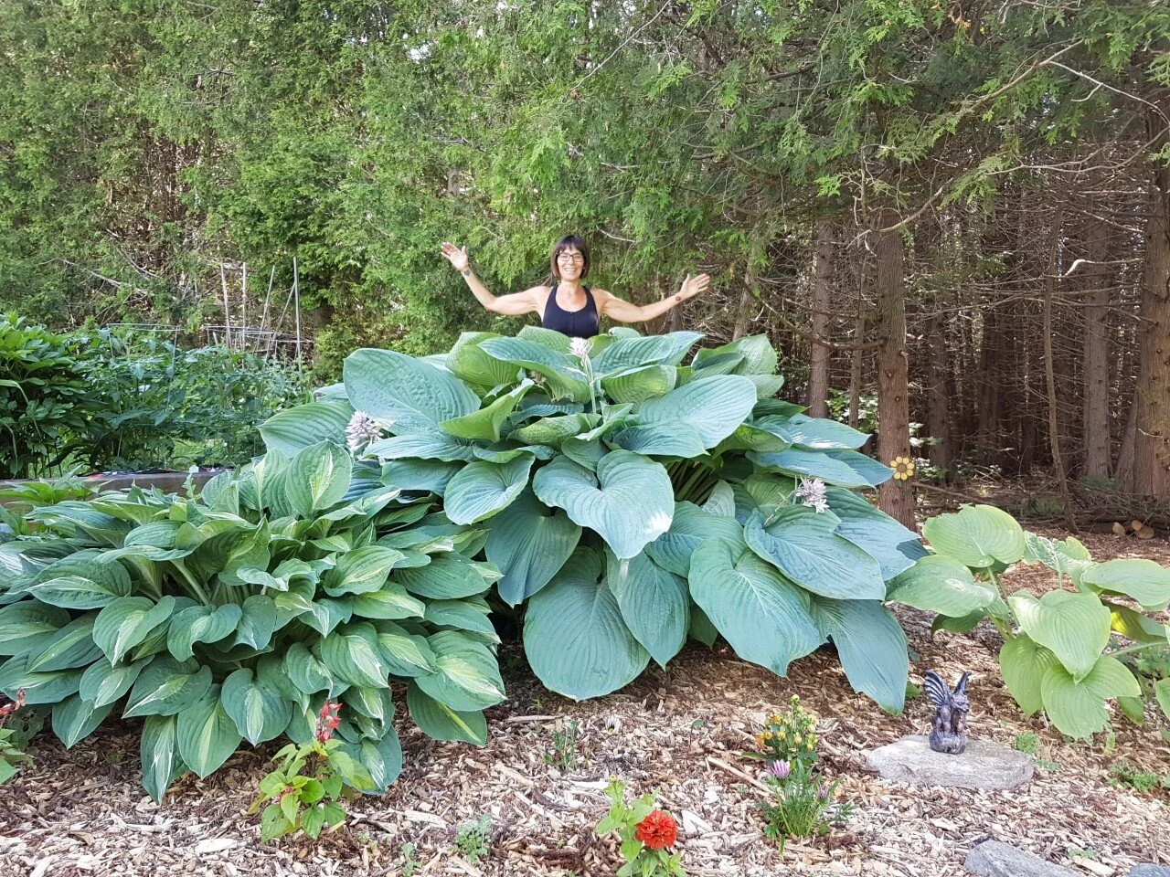 Gallery of Hostas — The Plant Man