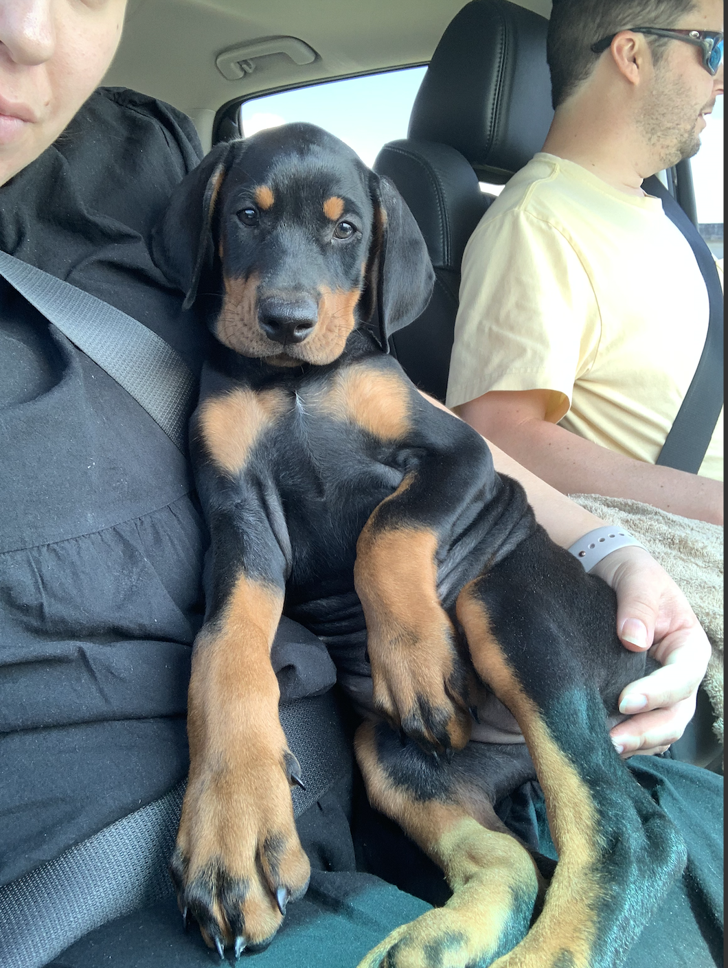 Do Dobermans Have Webbed Feet