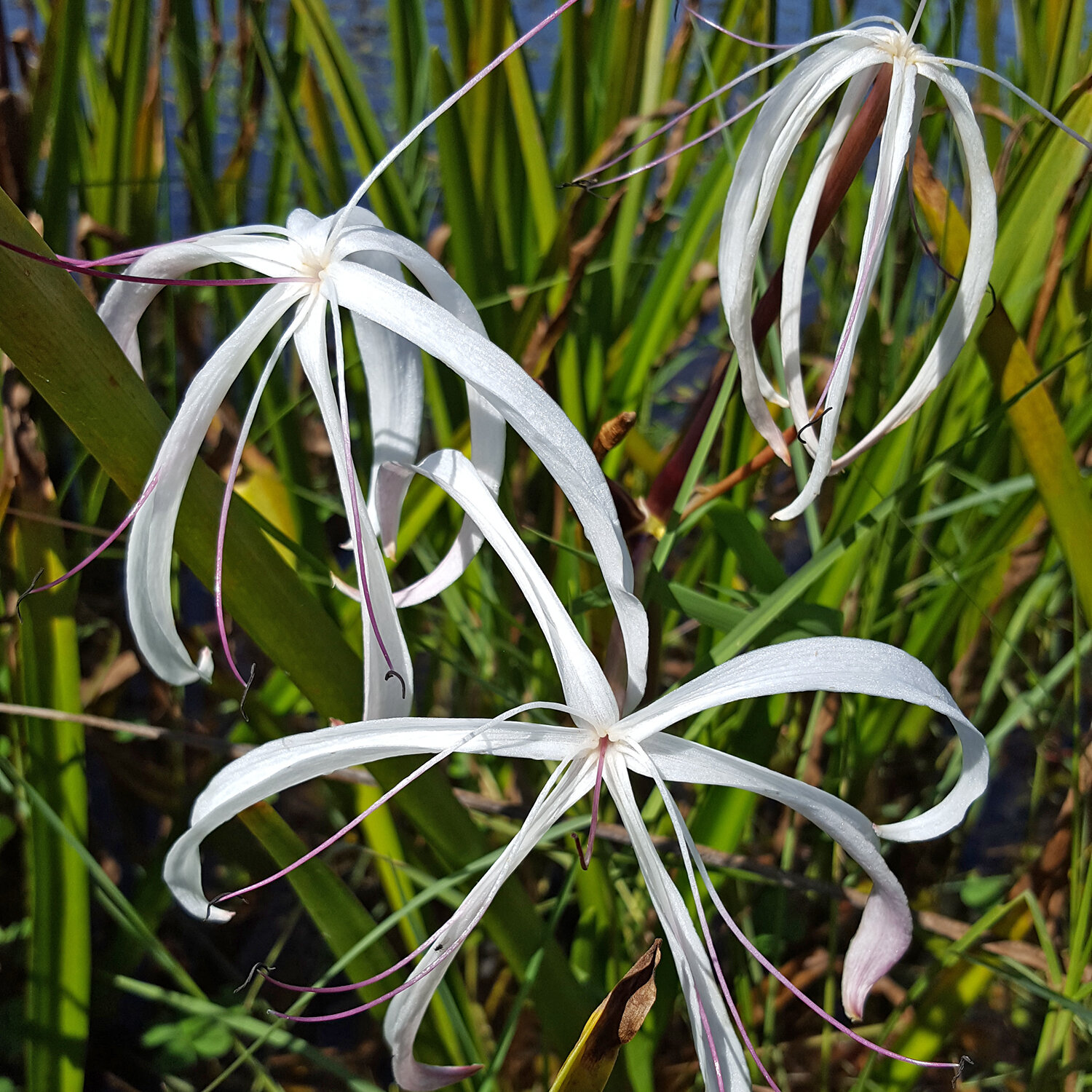 Blooming plants for the shoreline — Green Star Wetland Plant Farm
