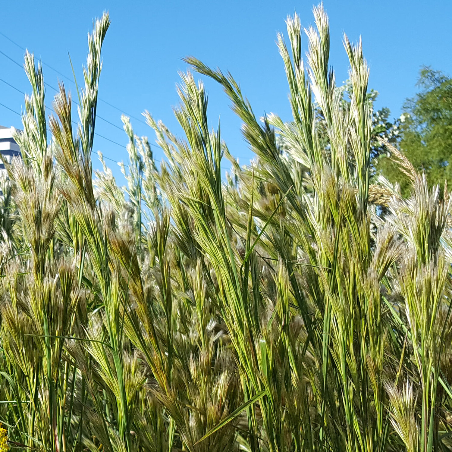 Sedges & Grasses are a wetland's foundation — Green Star Wetland Plant Farm