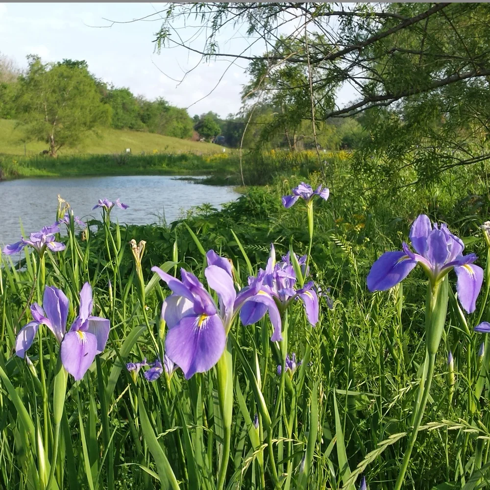 Blooming plants for the shoreline — Green Star Wetland Plant Farm