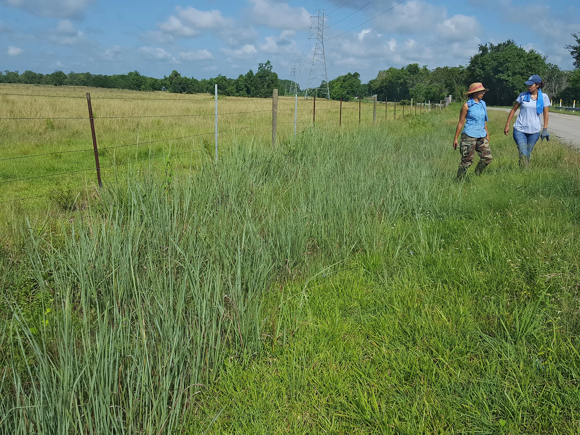 Green Star Wetland Plant Farm