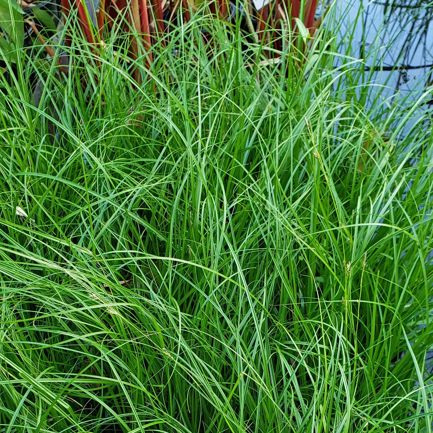 Sedges & Grasses are a wetland's foundation — Green Star Wetland Plant Farm