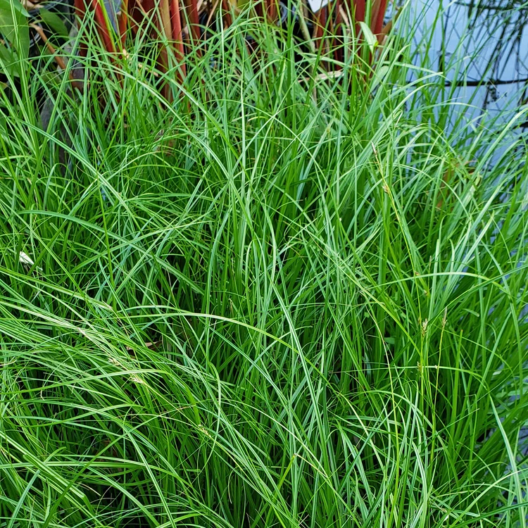 Sedges & Grasses are a wetland's foundation — Green Star Wetland Plant Farm
