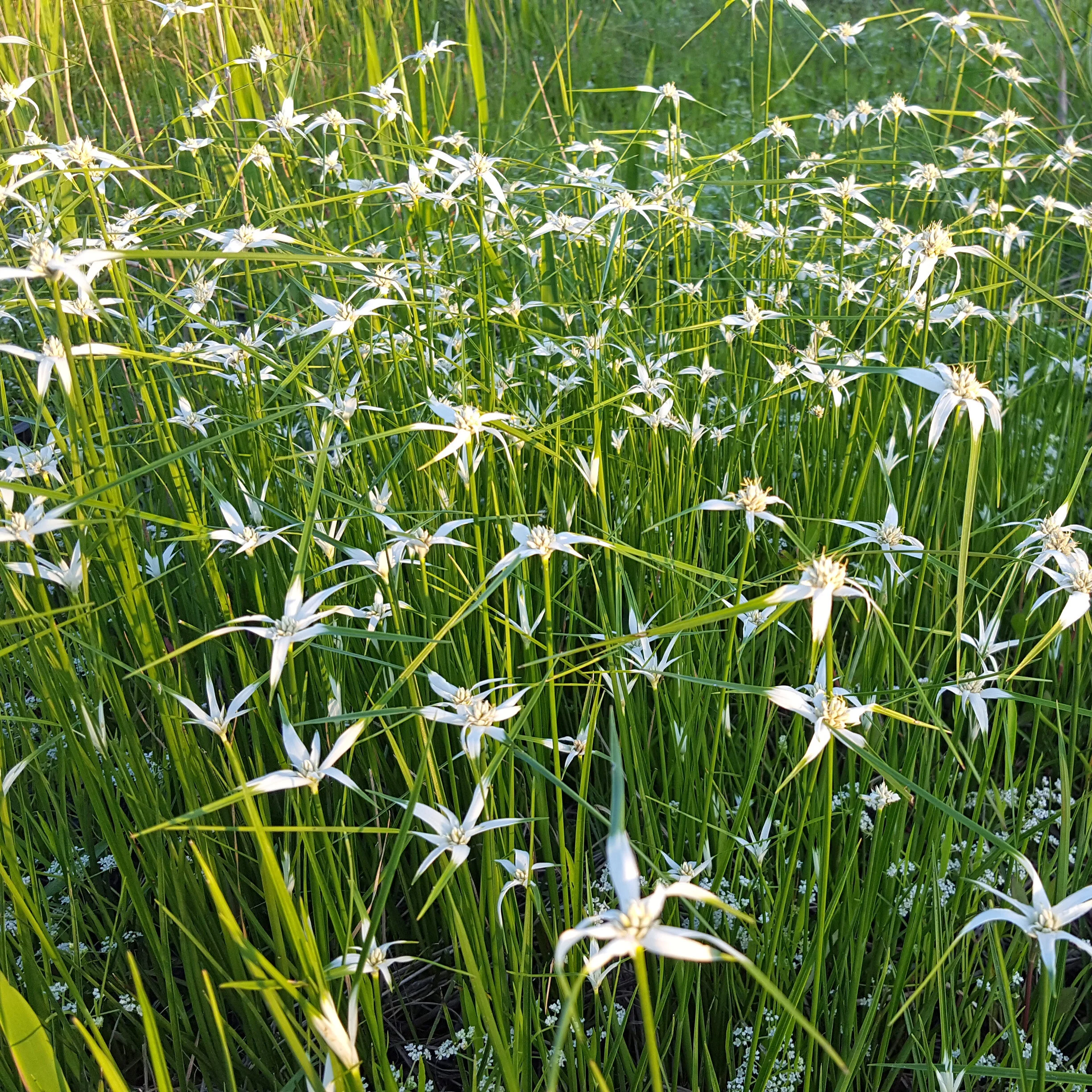 Sedges & Grasses are a wetland's foundation — Green Star Wetland Plant Farm